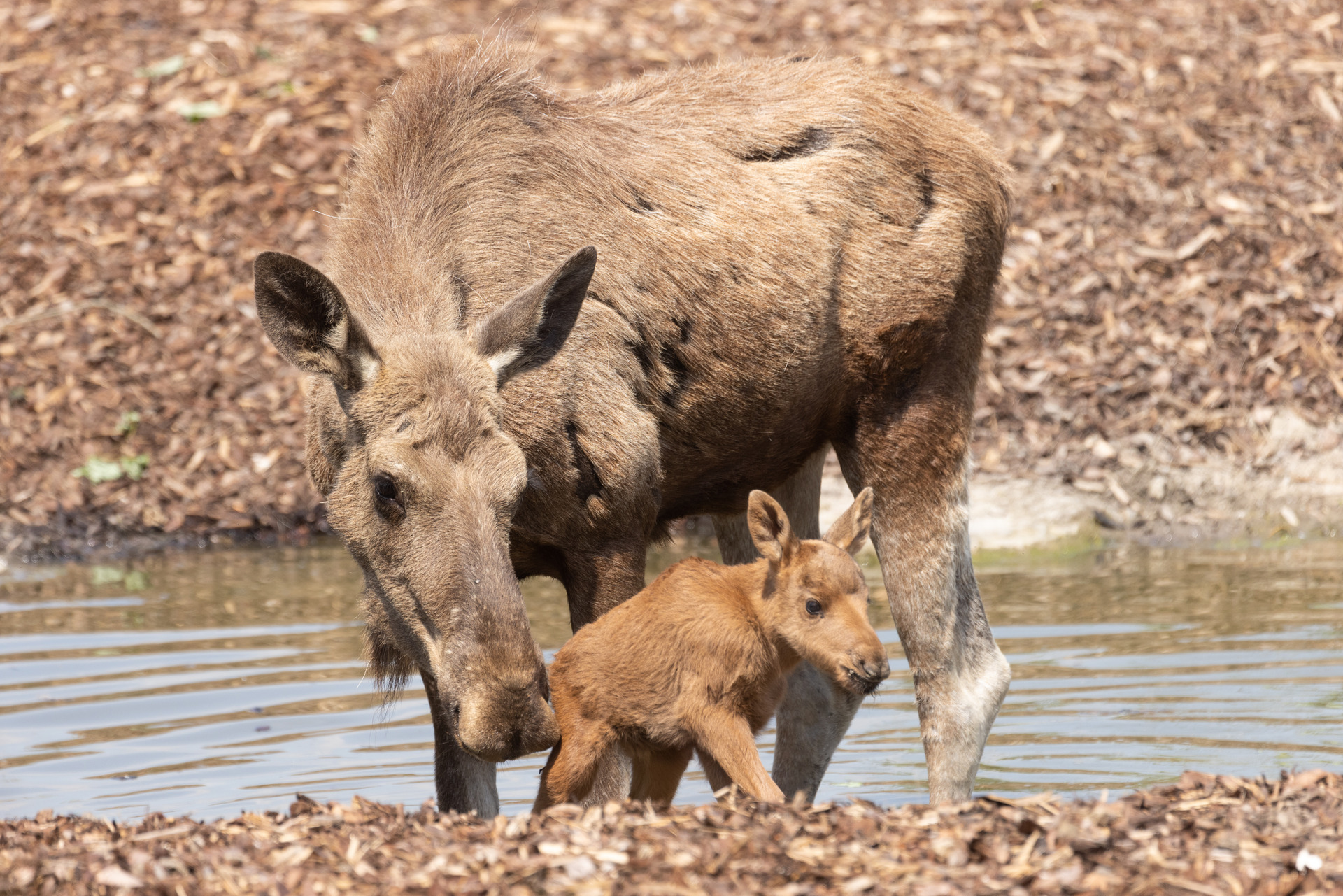 L'élan | Pairi Daiza