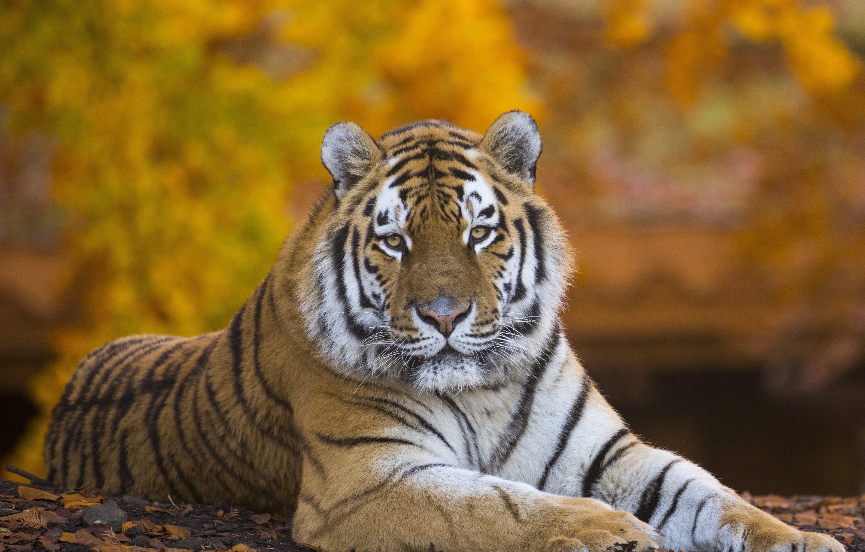 Siberische Tijger | Pairi Daiza