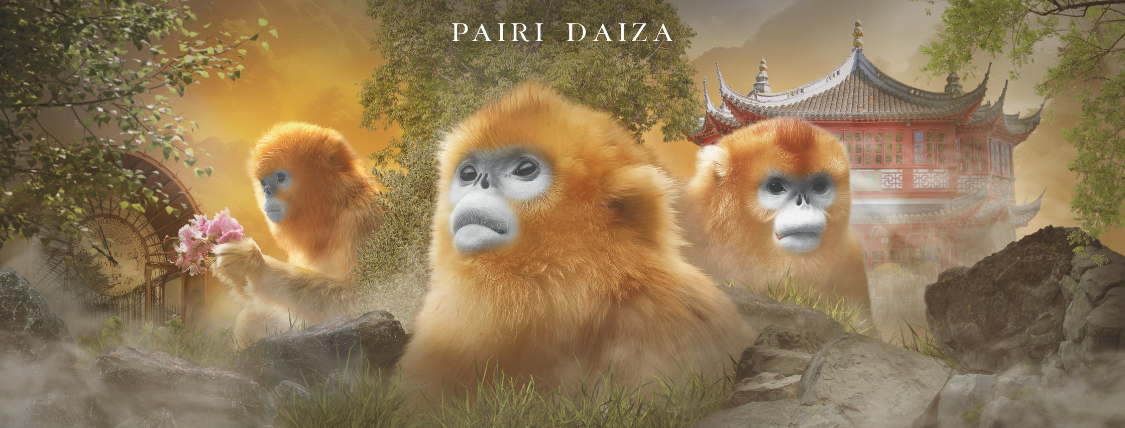 Goldener Stumpfnasenaffe | Pairi Daiza