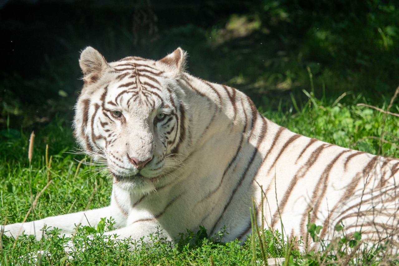 Bengaalse witte tijger | Pairi Daiza