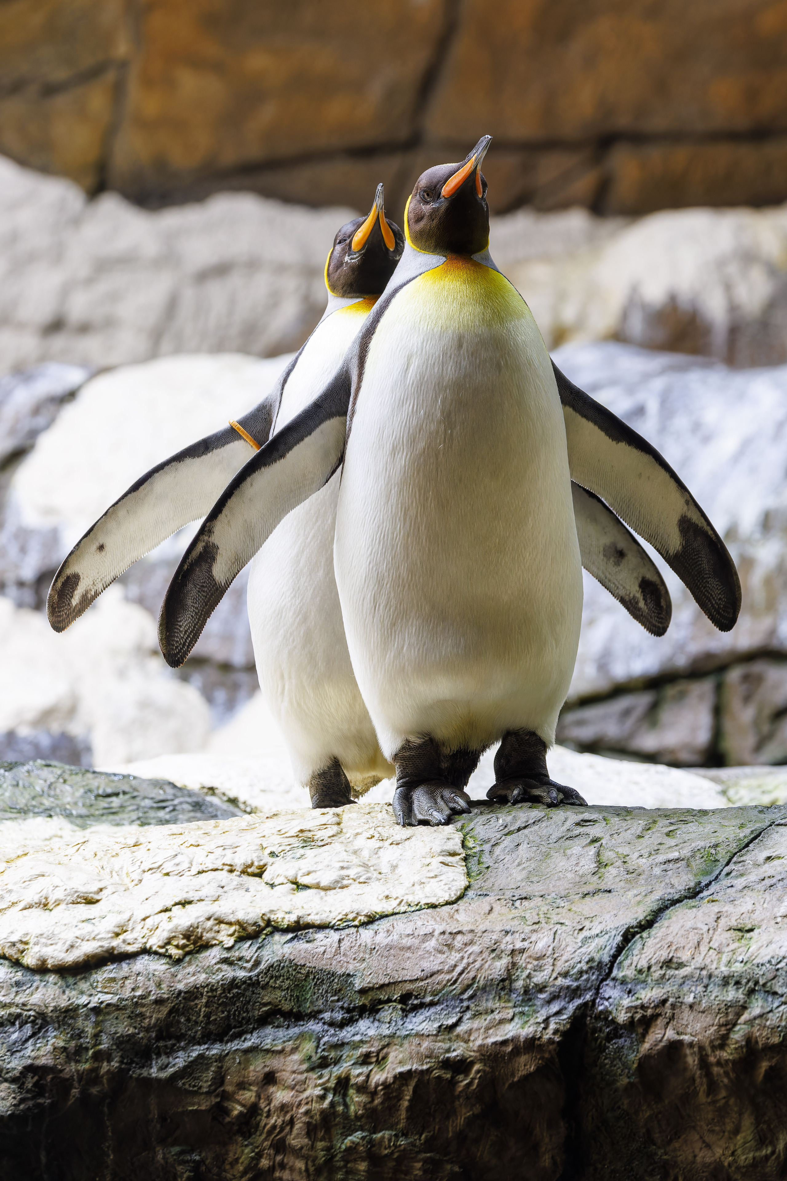 Der Königspinguin | Pairi Daiza