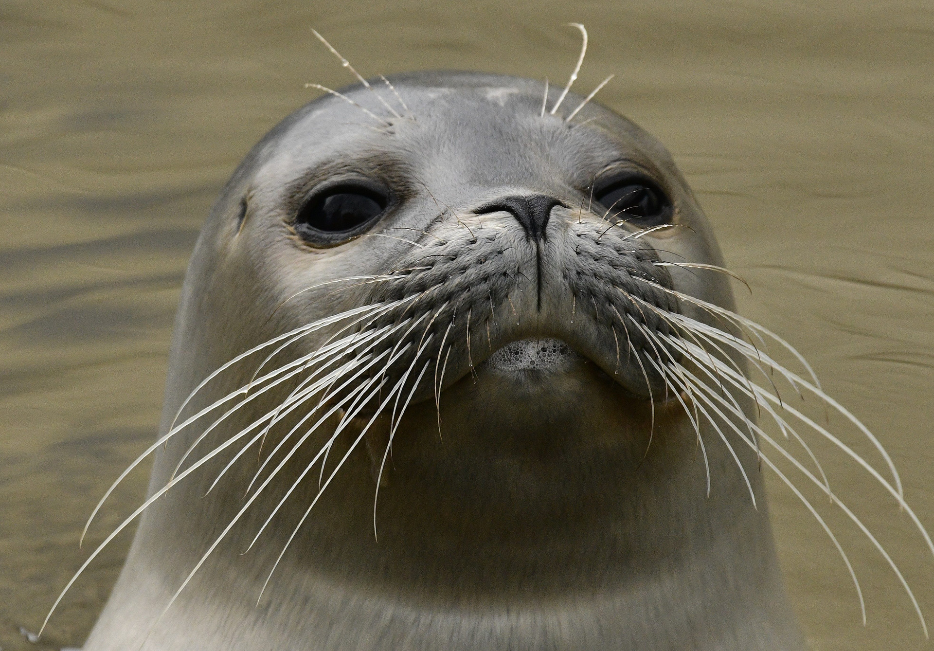 De Gewone Zeehond | Pairi Daiza