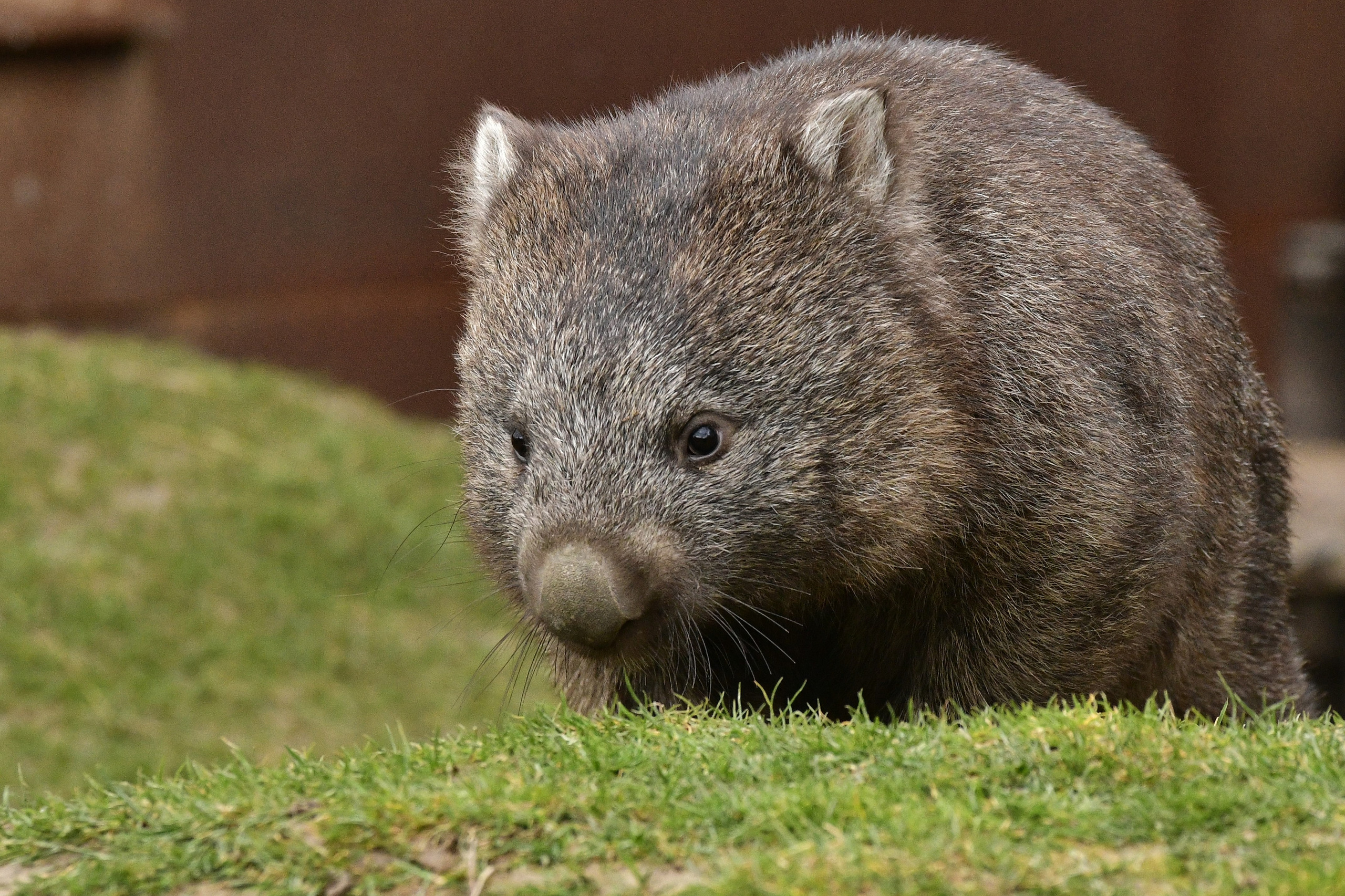 De wombat | Pairi Daiza