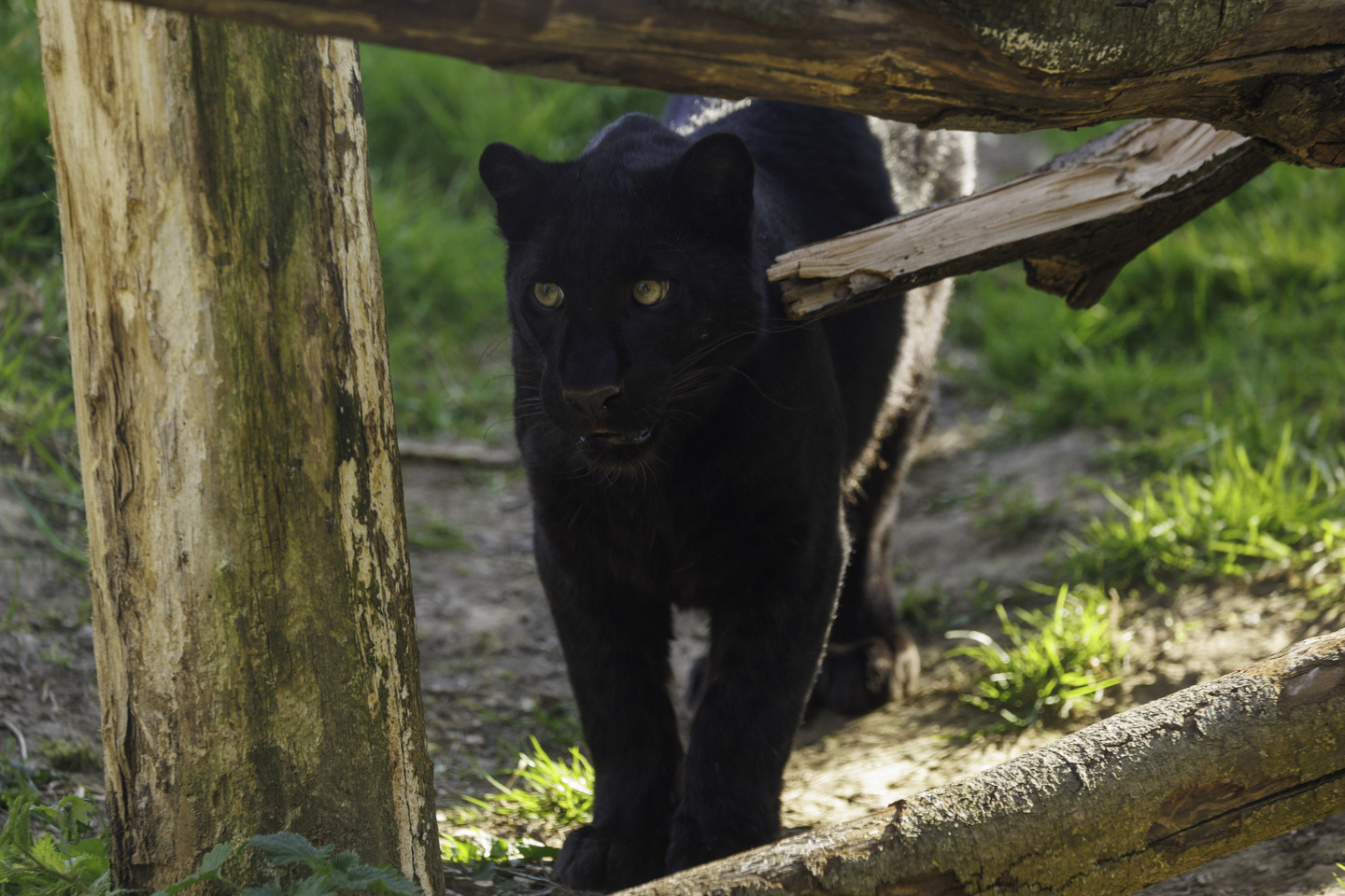 Der Schwarze Panther | Pairi Daiza