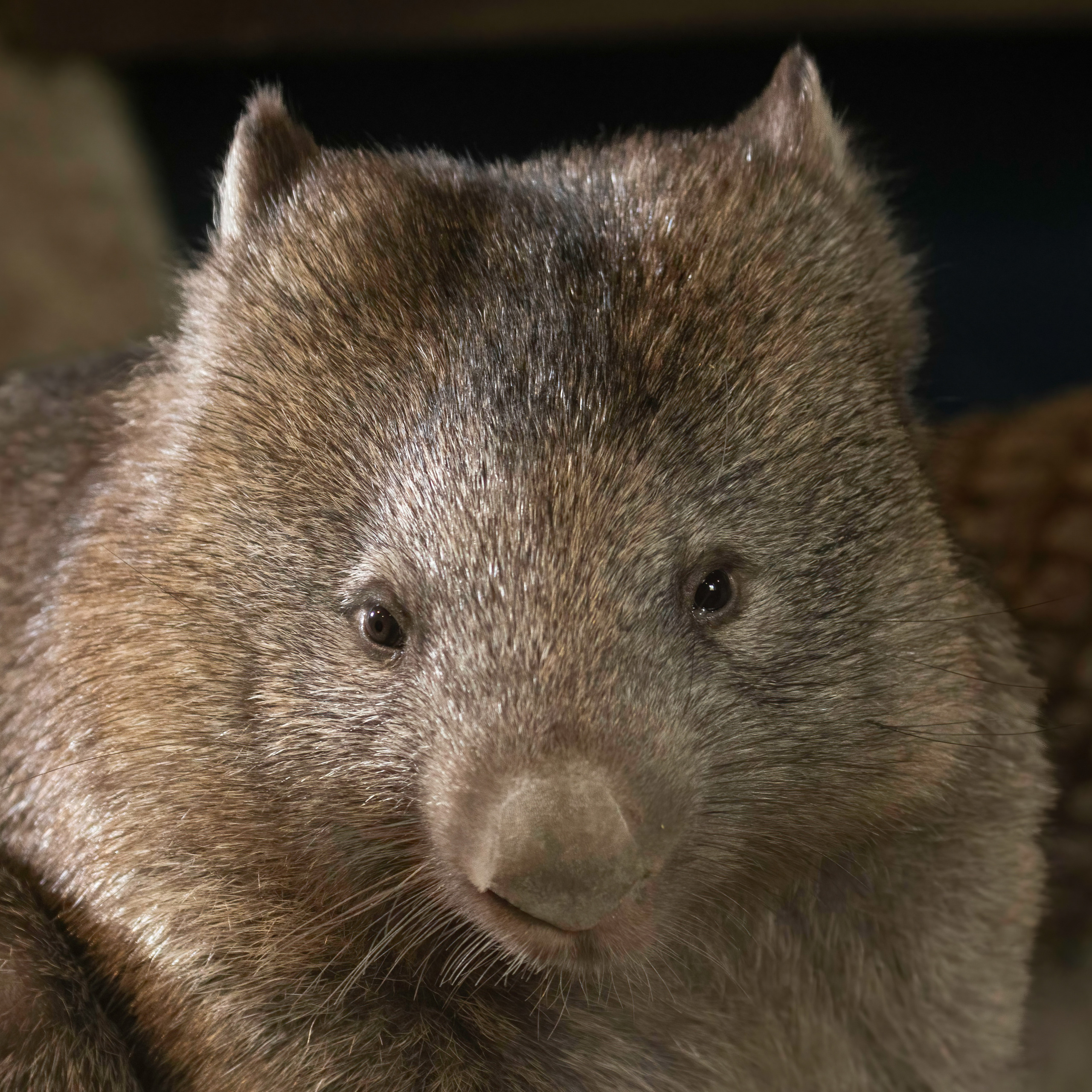 Der Wombat | Pairi Daiza