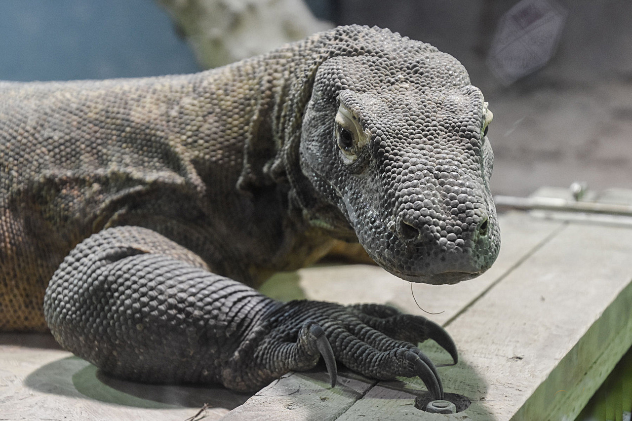 Le Varan de Komodo | Pairi Daiza