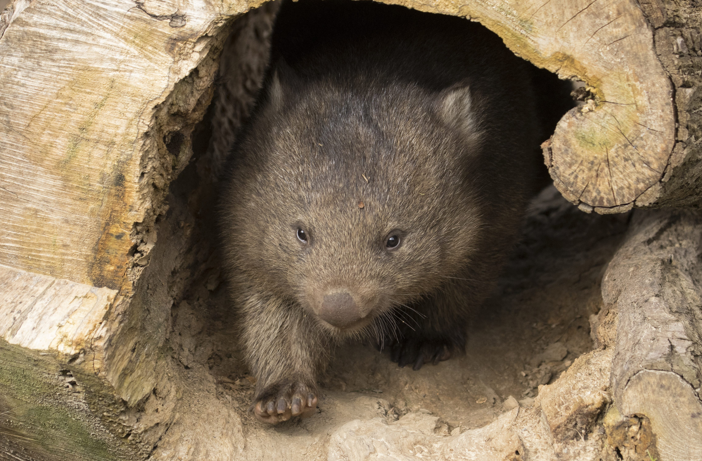 Der Wombat | Pairi Daiza