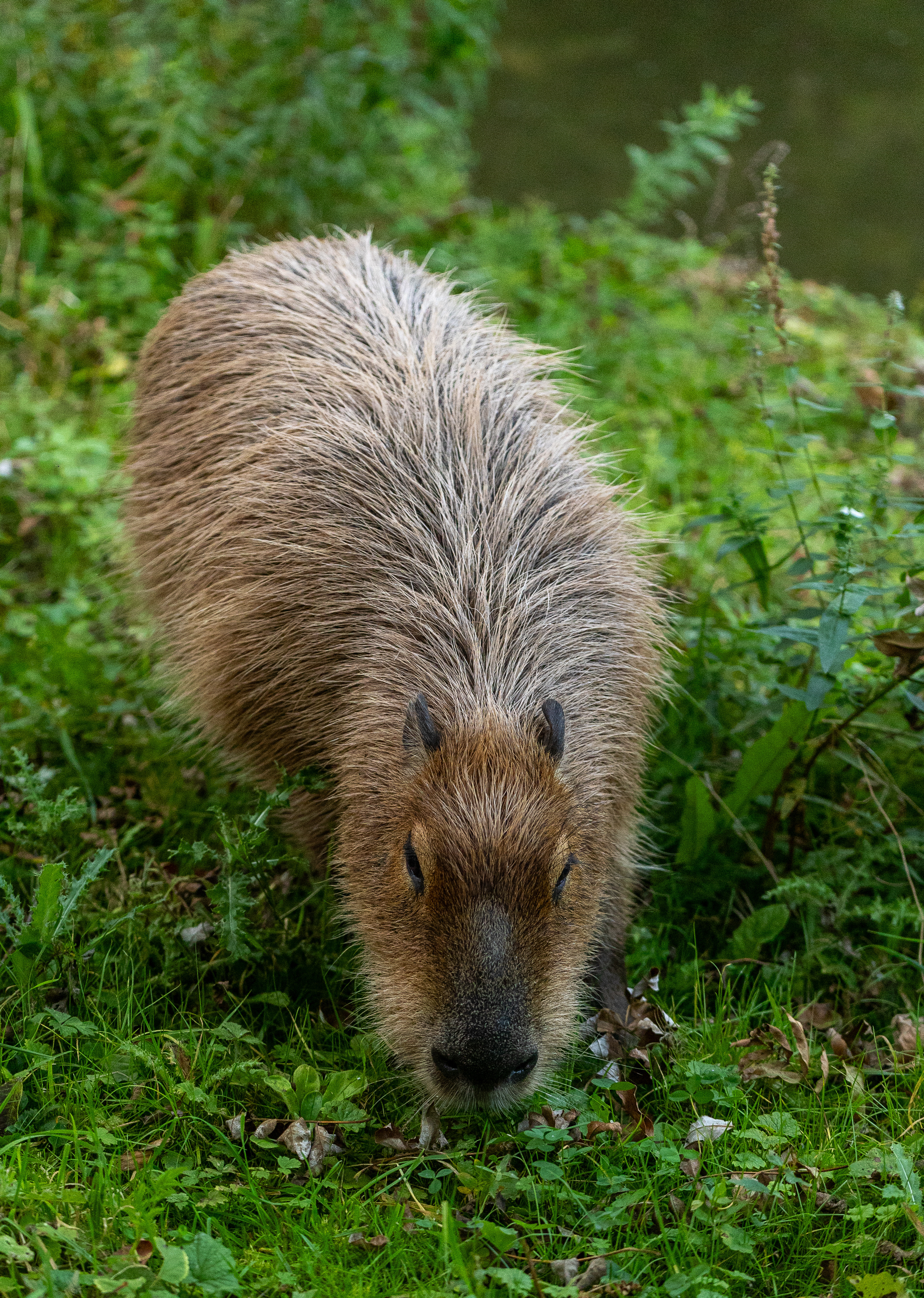 capybara dwa