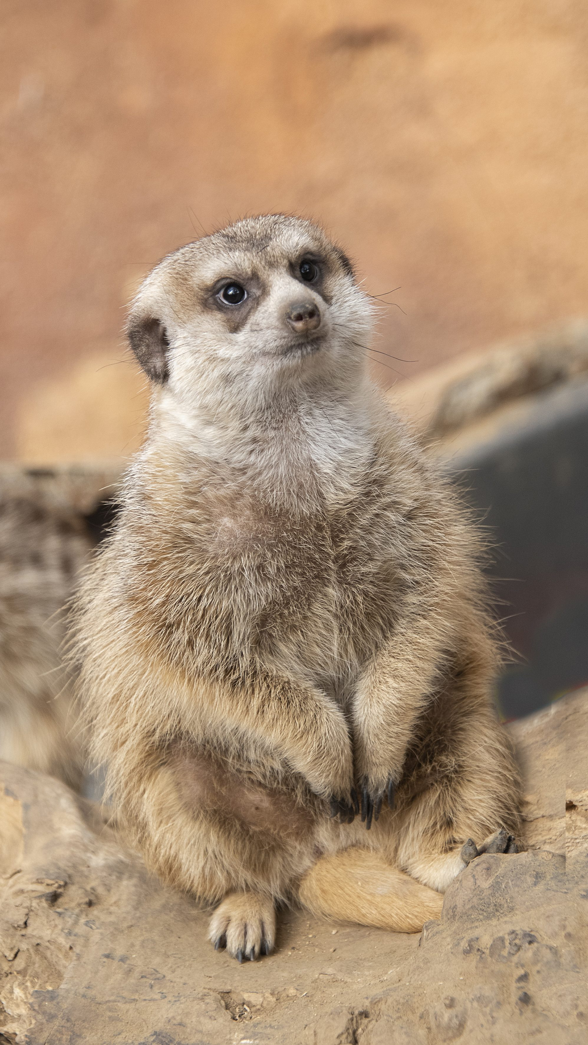 meerkat pr