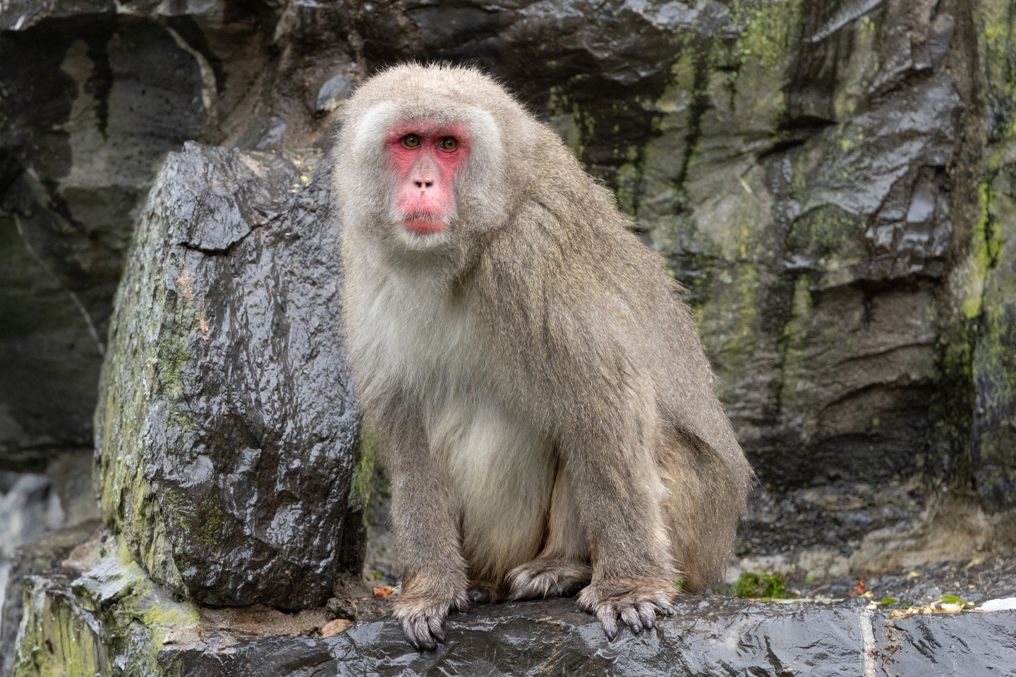 The Japanese macaque | Pairi Daiza