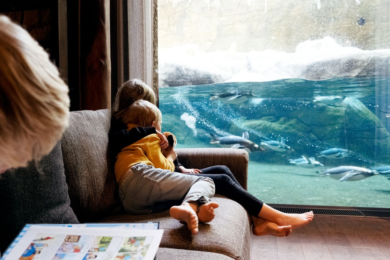 Penguin House | Pairi Daiza