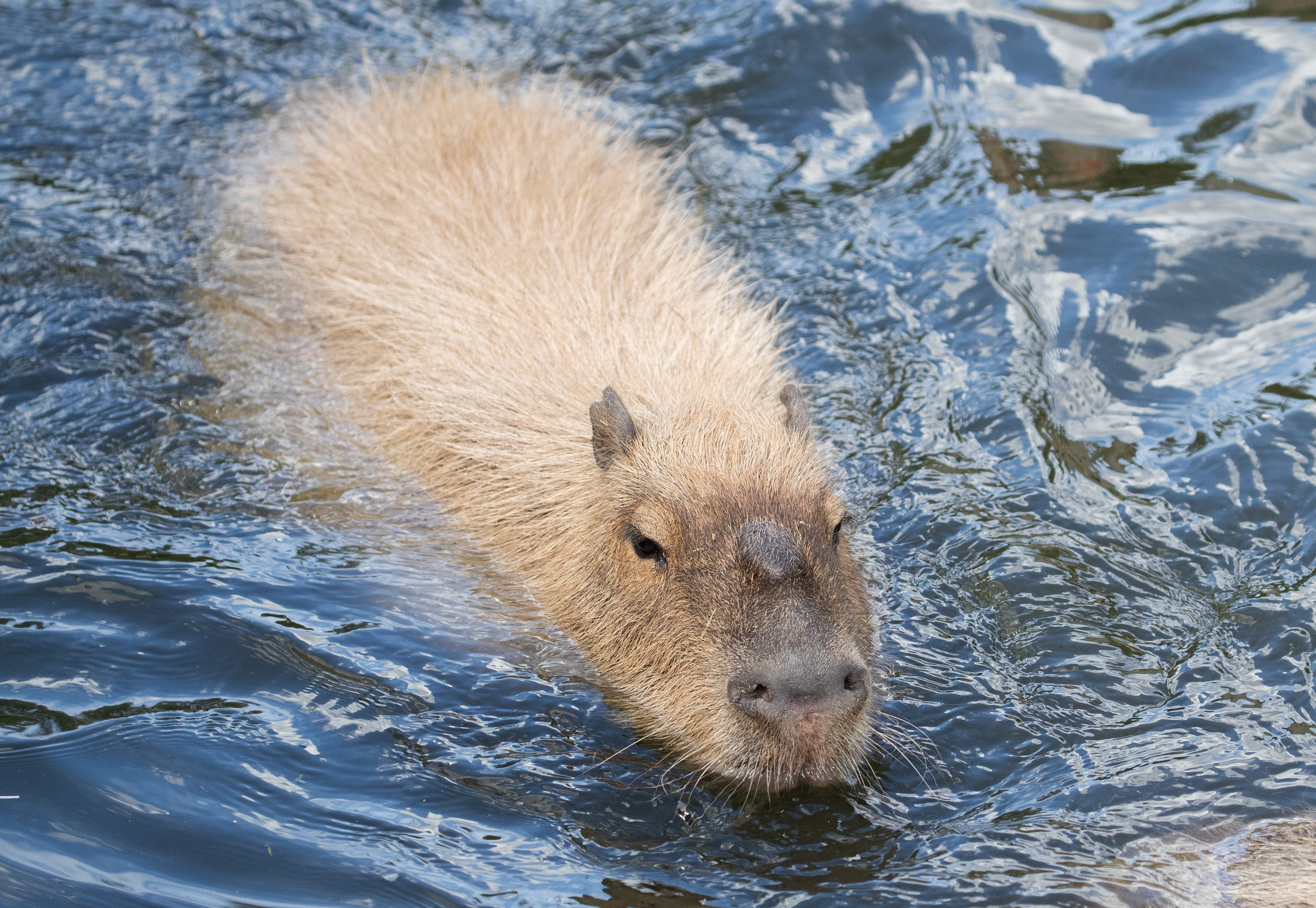 capybara dwa