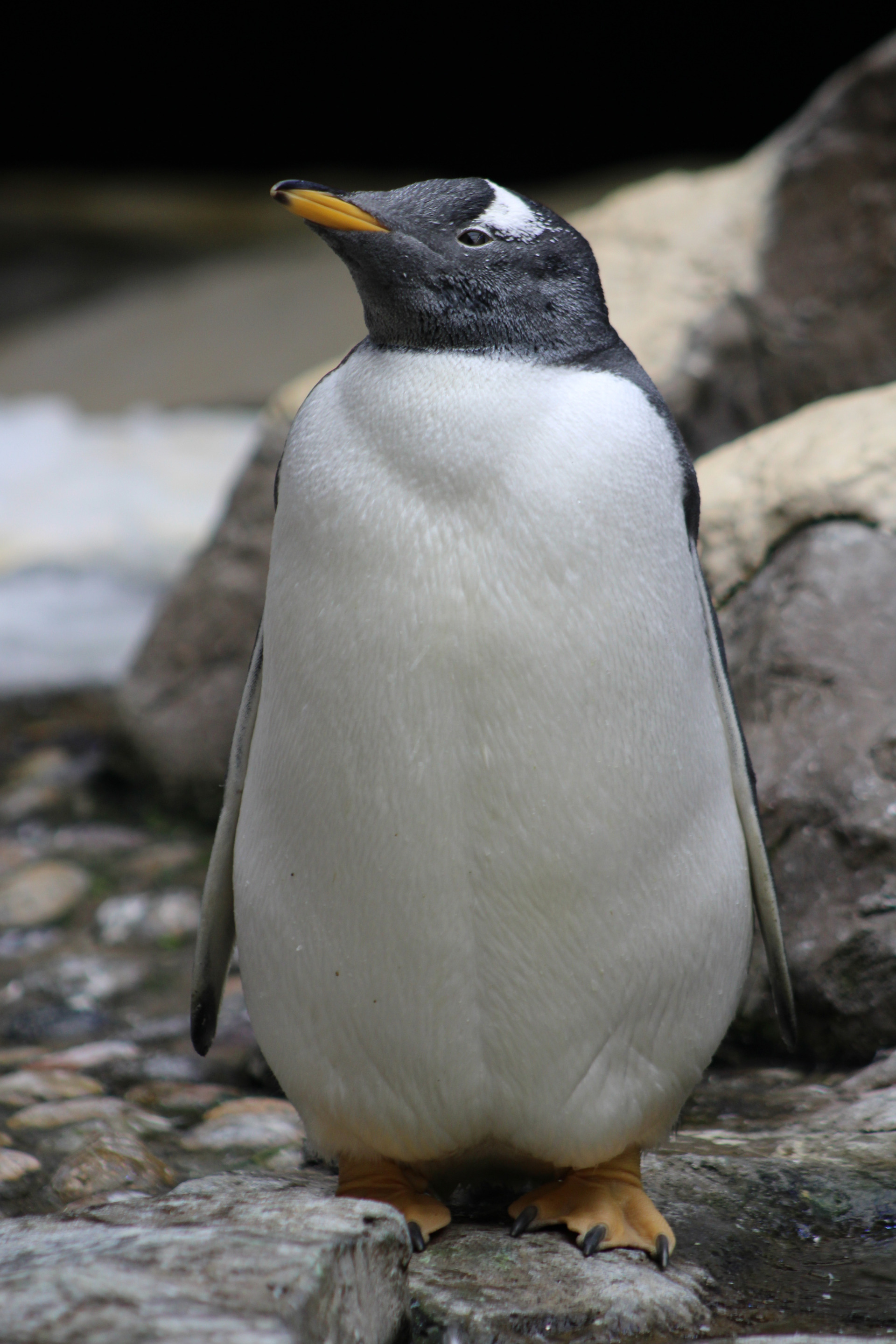 Le Manchot papou | Pairi Daiza