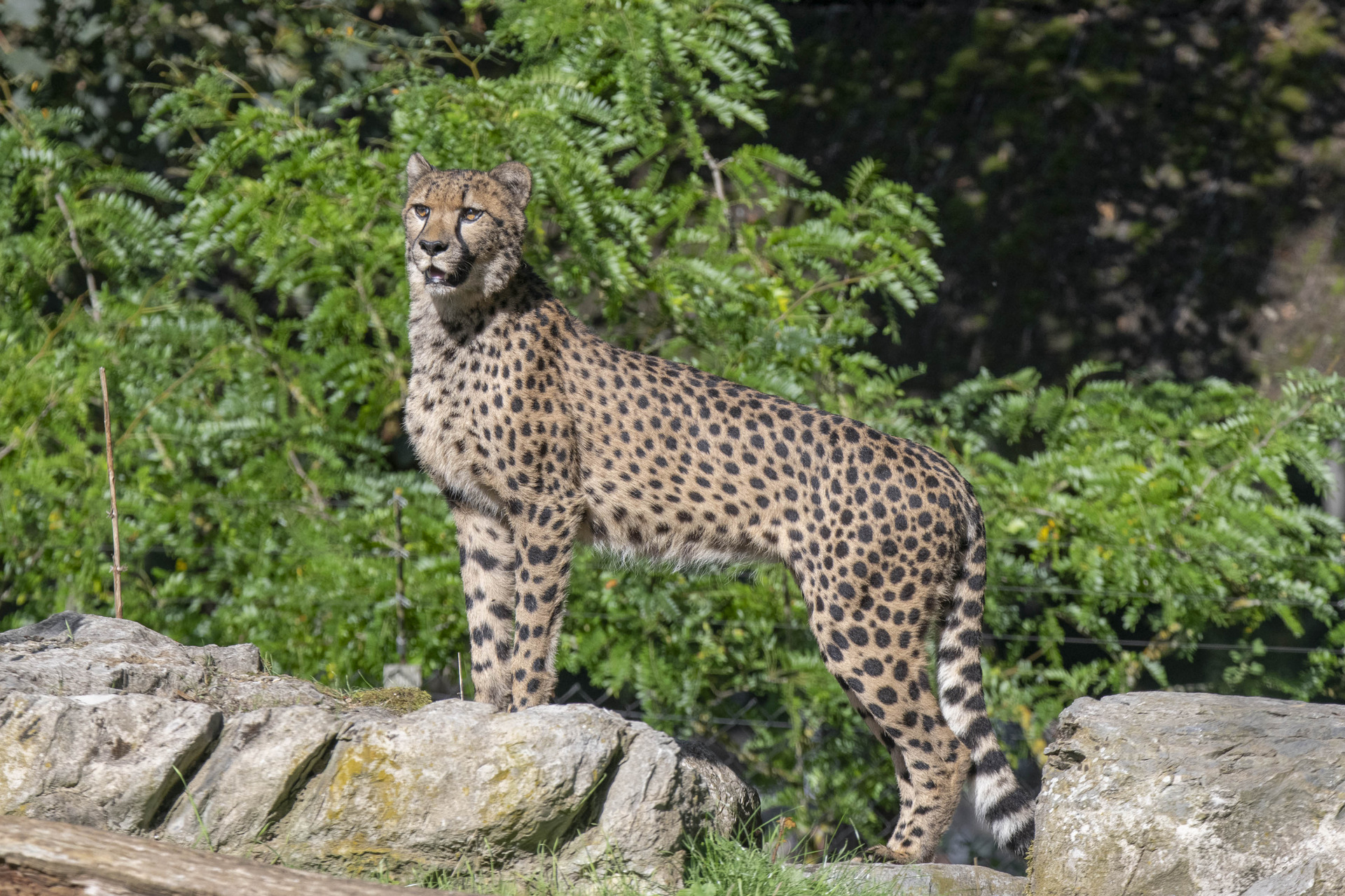 Cheetah | Pairi Daiza