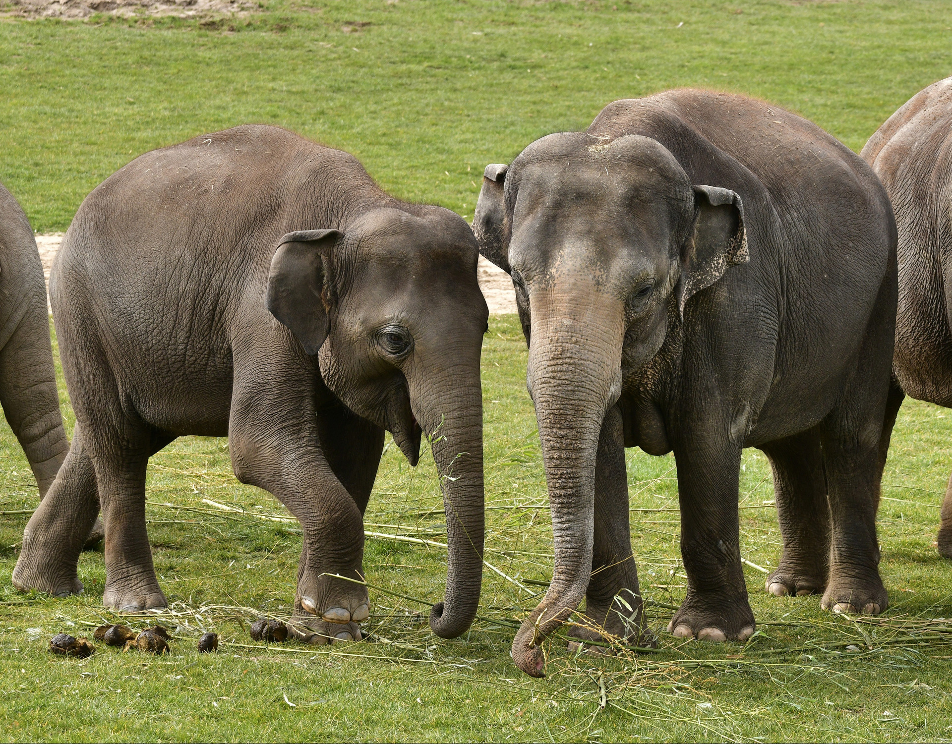 De Aziatische Olifant | Pairi Daiza