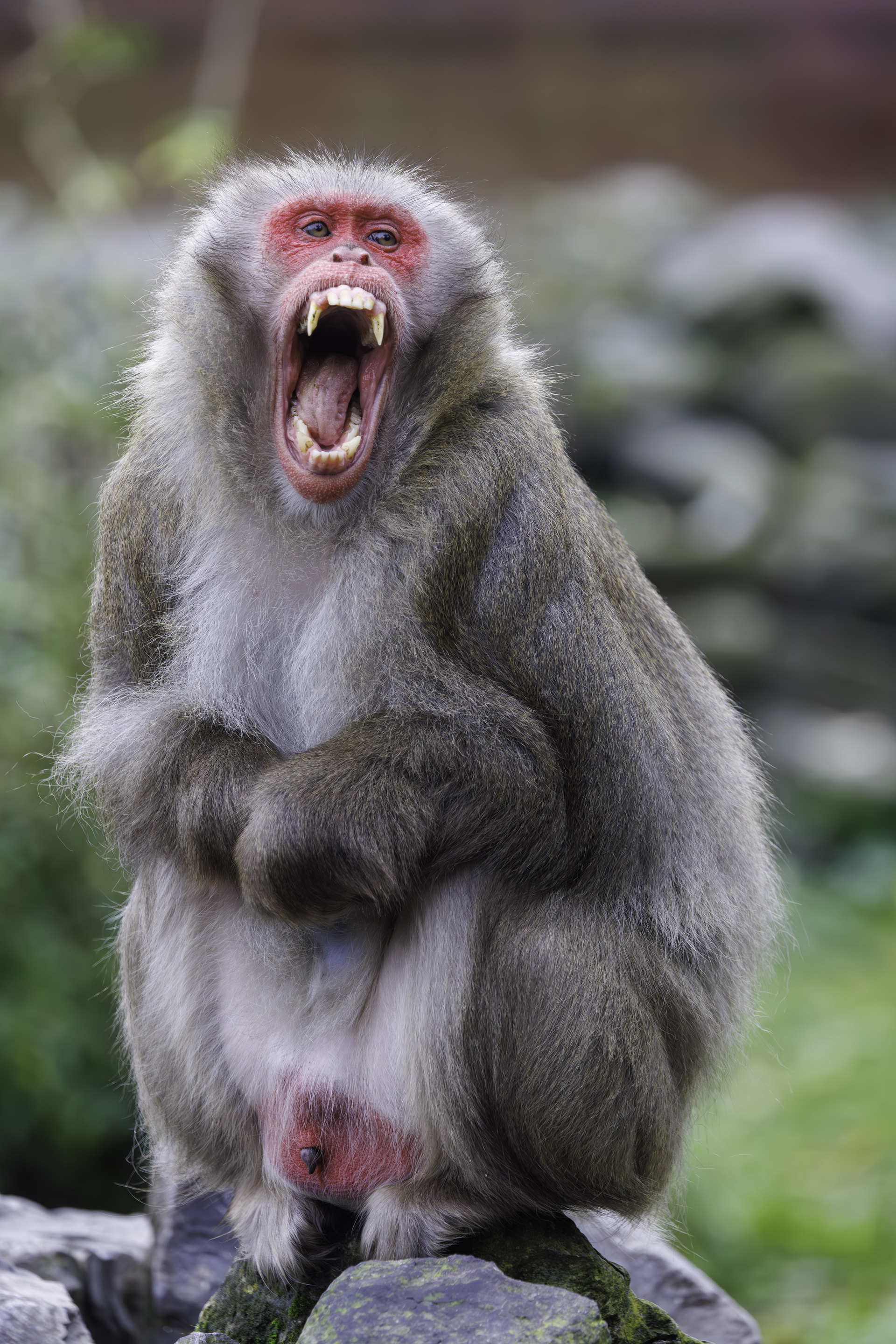 De Japanse makaak | Pairi Daiza