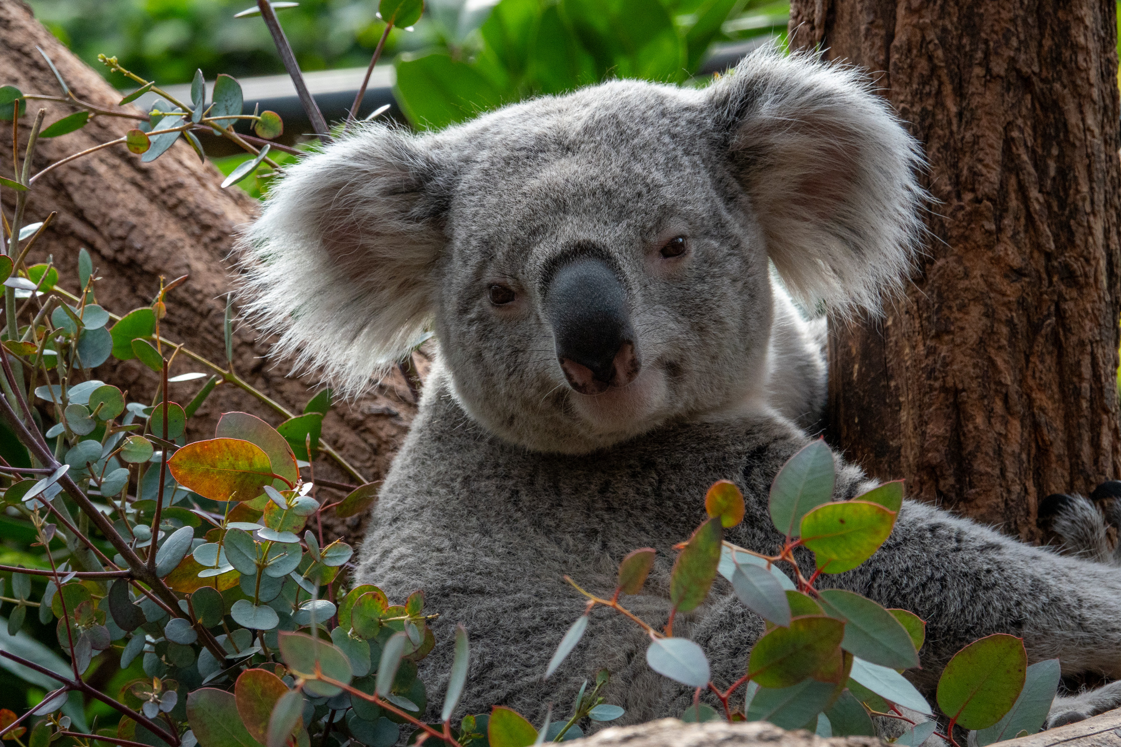 Der Koala | Pairi Daiza