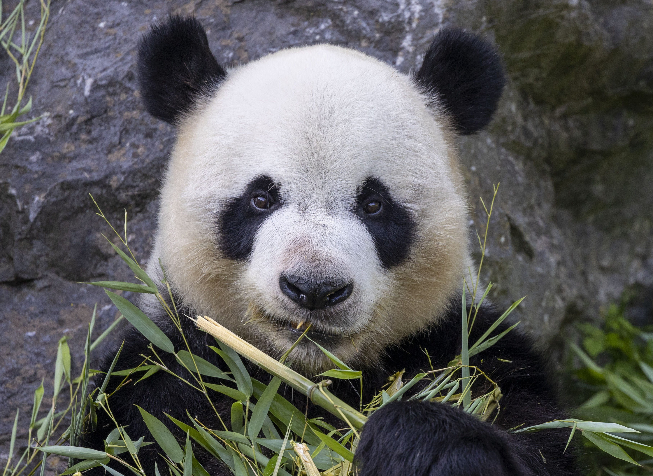 Giant Panda | Pairi Daiza