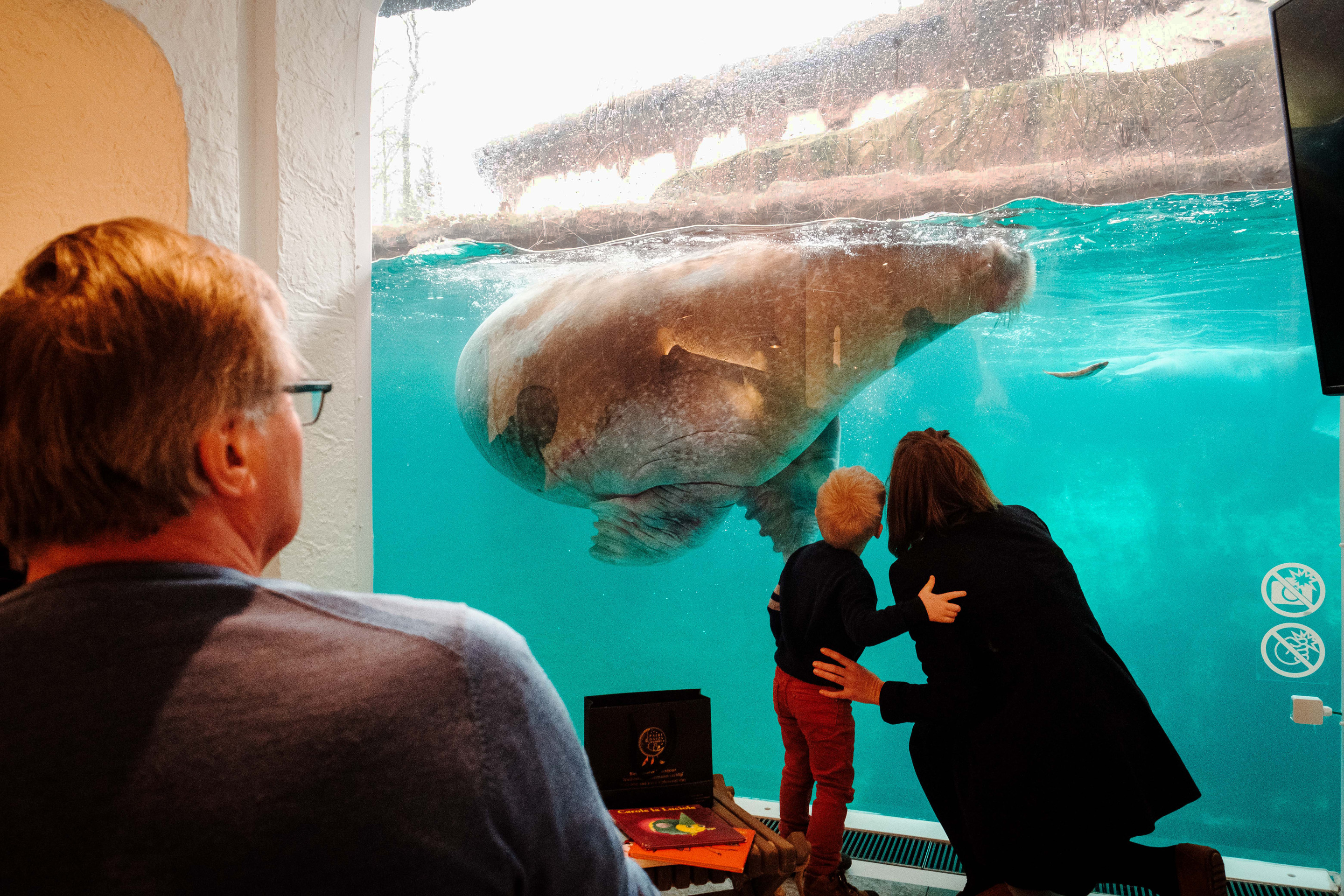 Walrus House | Pairi Daiza