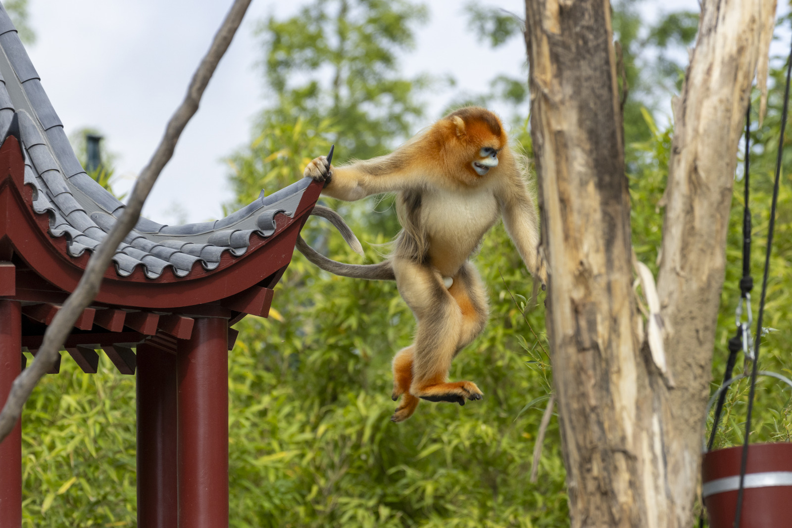 Golden snub-nosed monkey | Pairi Daiza
