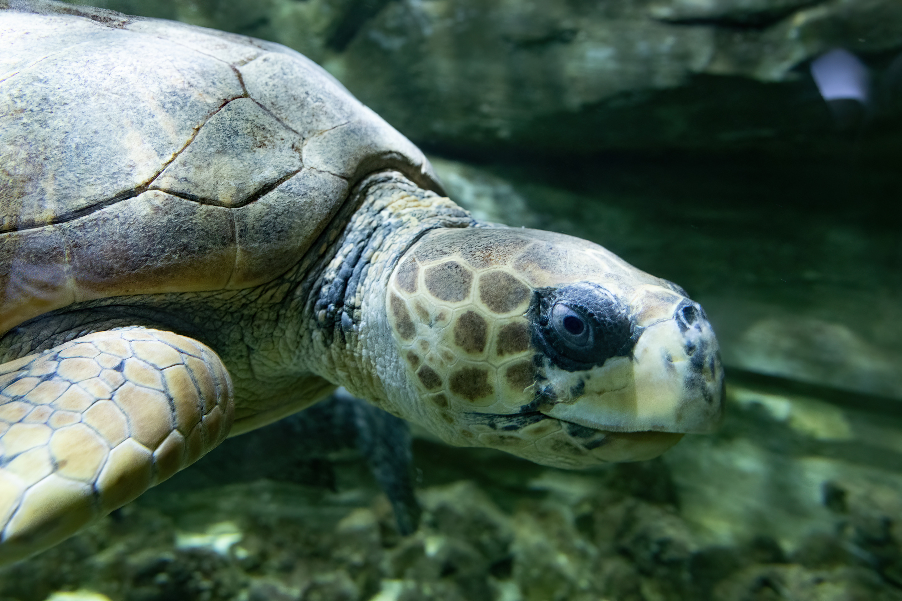 The Loggerhead Sea Turtle | Pairi Daiza
