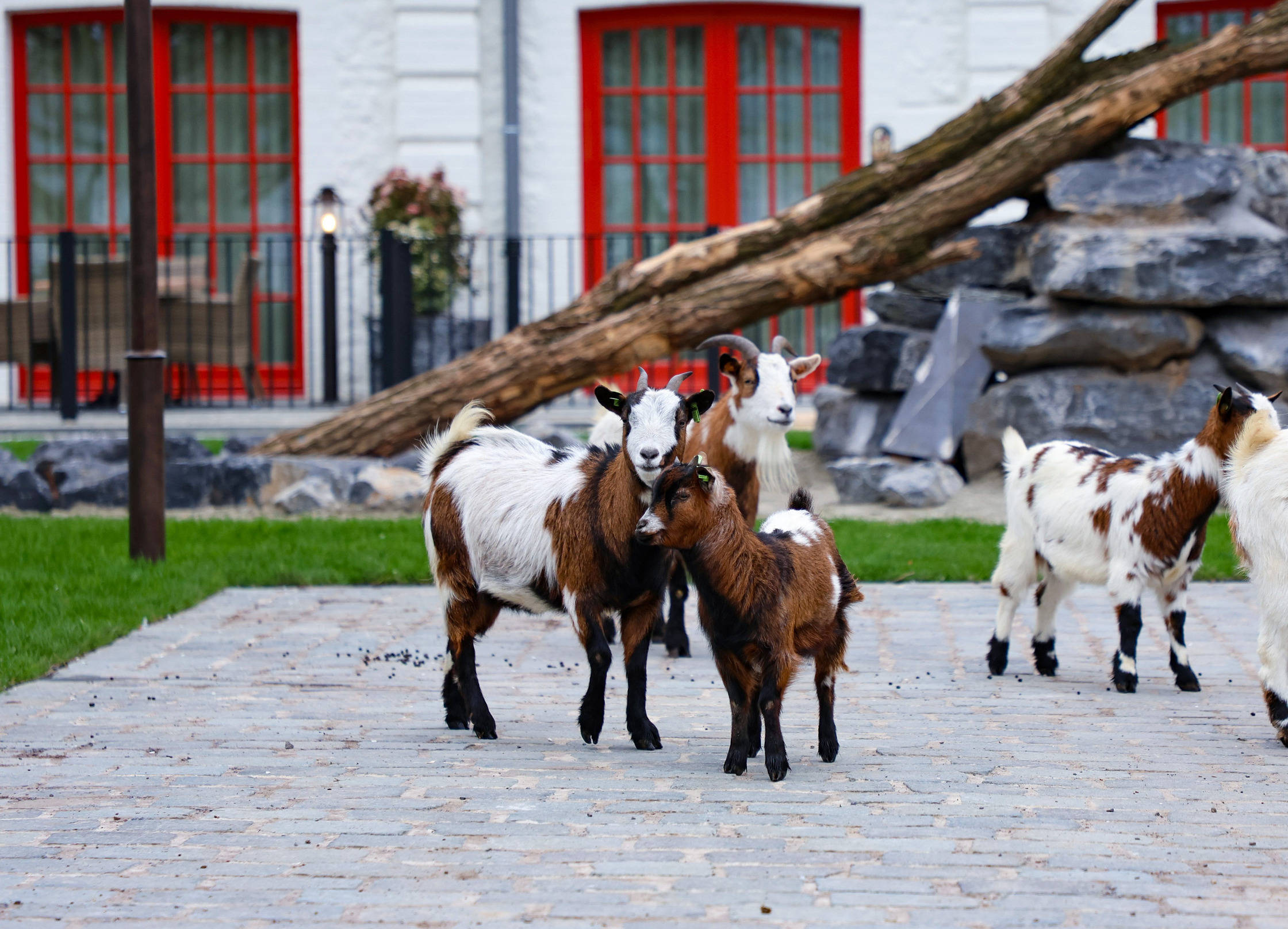 Farmhouse lodges | Pairi Daiza