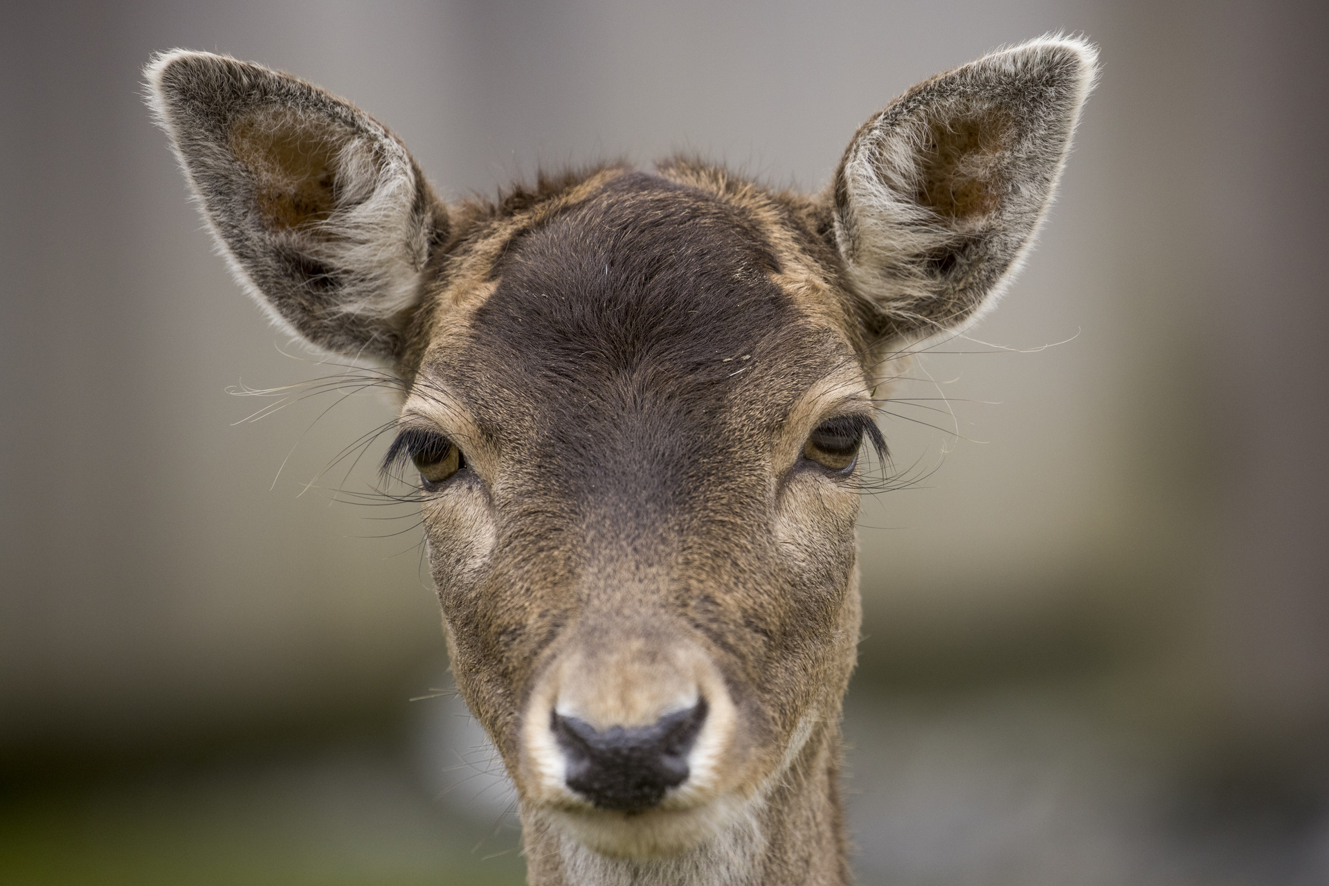 European Fallow Deer | Pairi Daiza
