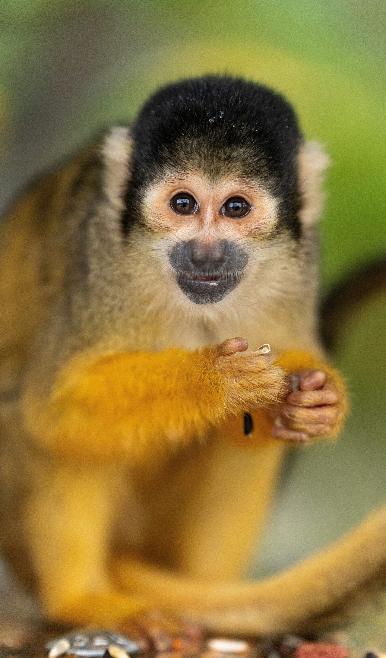 Animal Adventures | Pairi Daiza