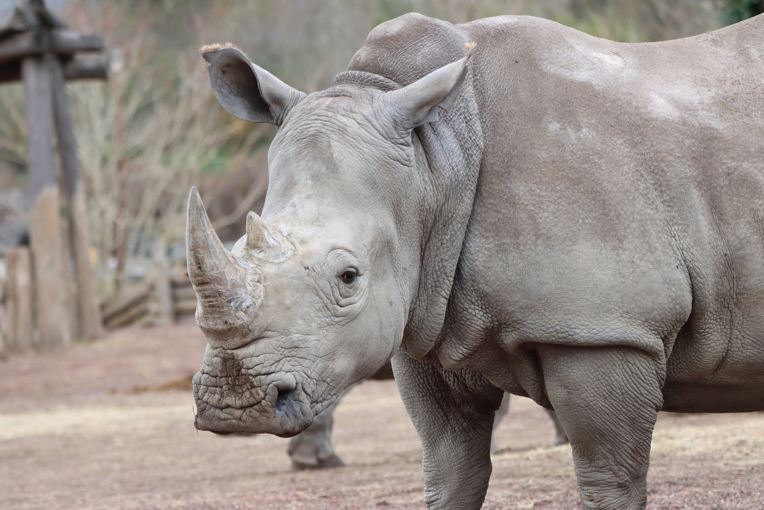 Witte Neushoorn | Pairi Daiza