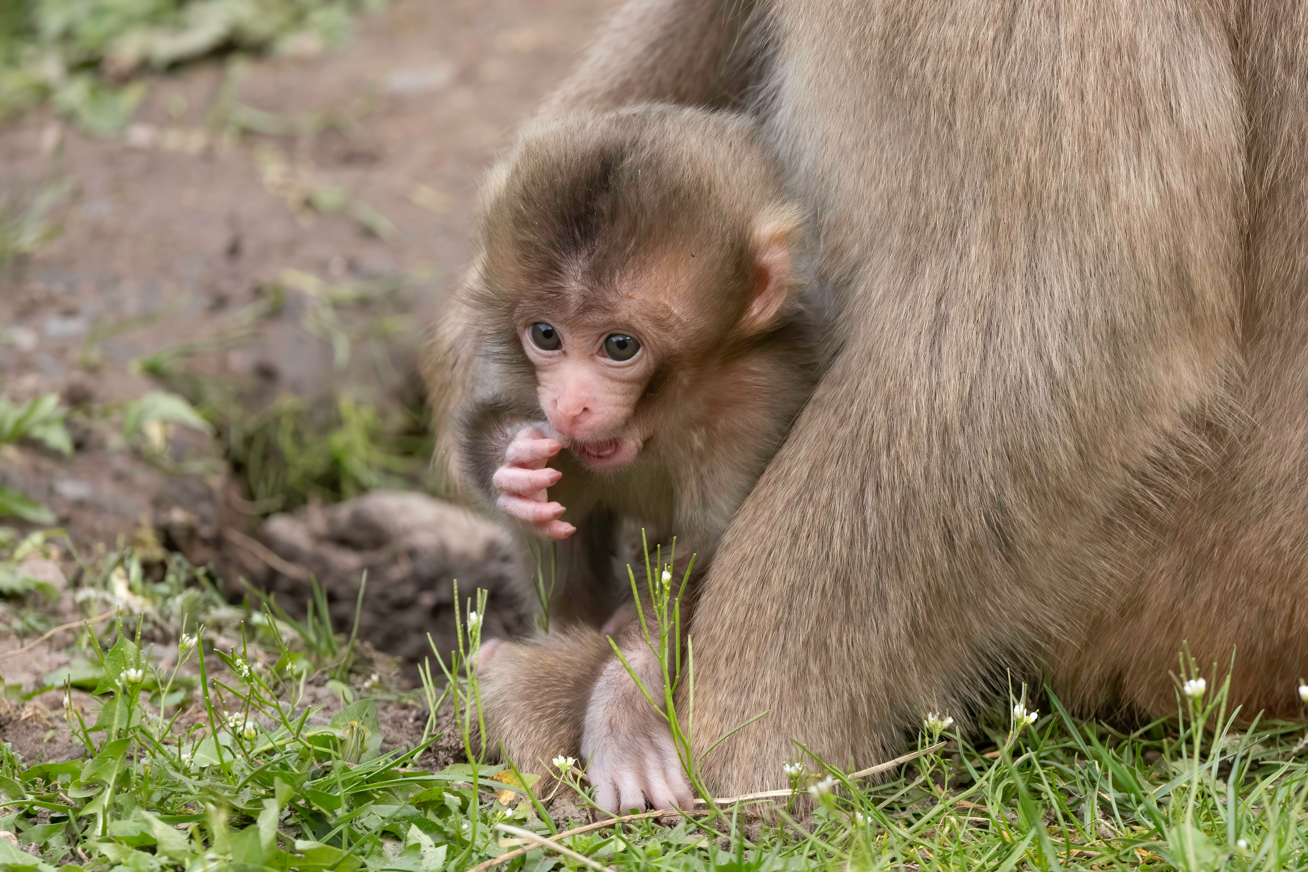 De Japanse makaak | Pairi Daiza