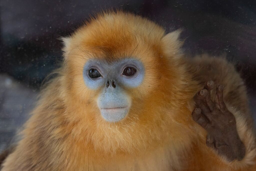 Golden snub-nosed monkey | Pairi Daiza