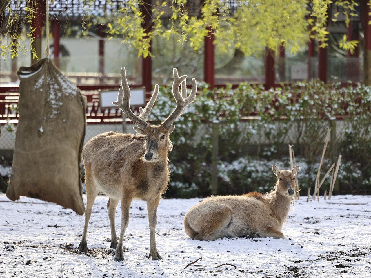 Père David's Deer | Pairi Daiza