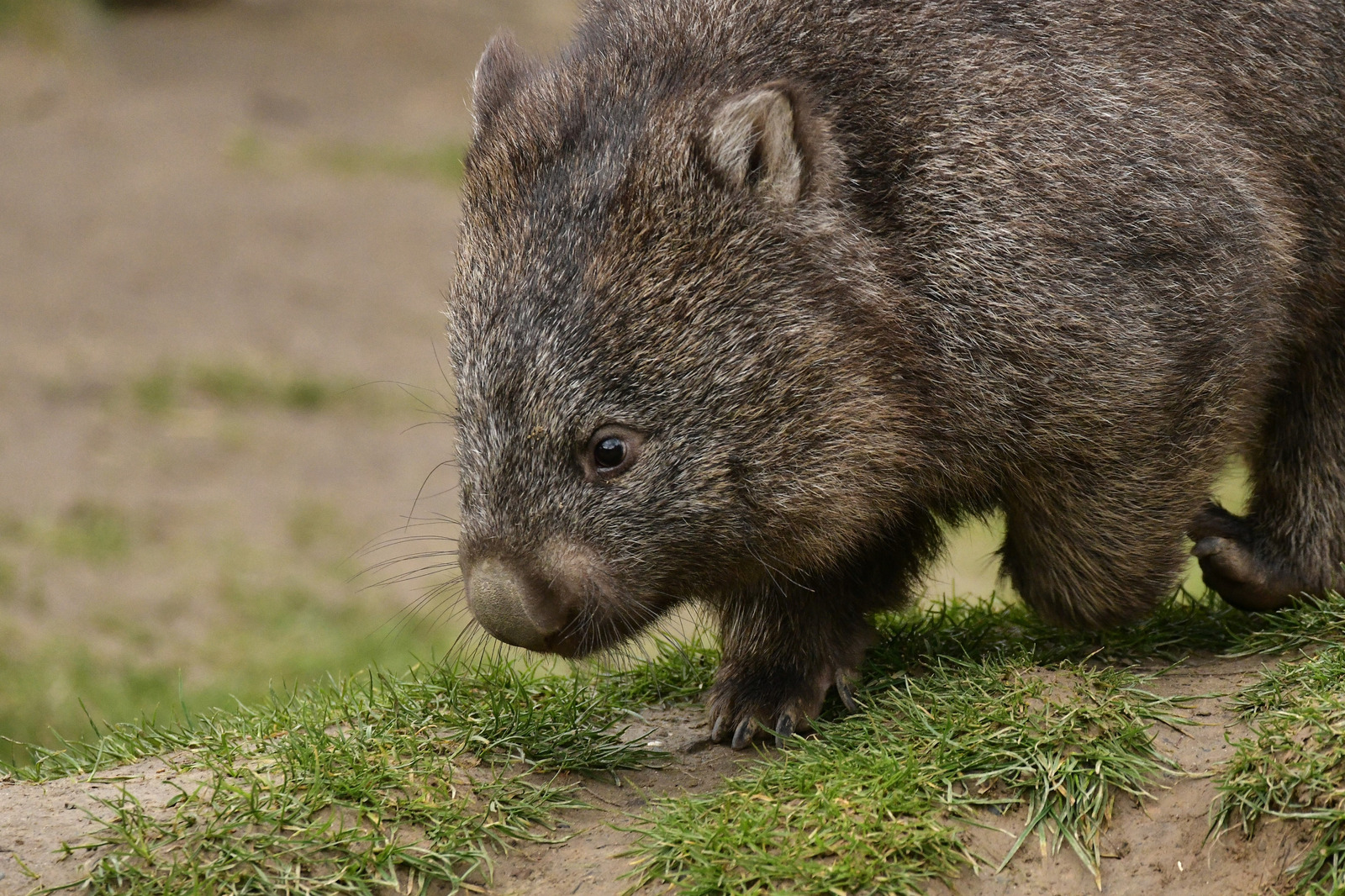 De wombat | Pairi Daiza