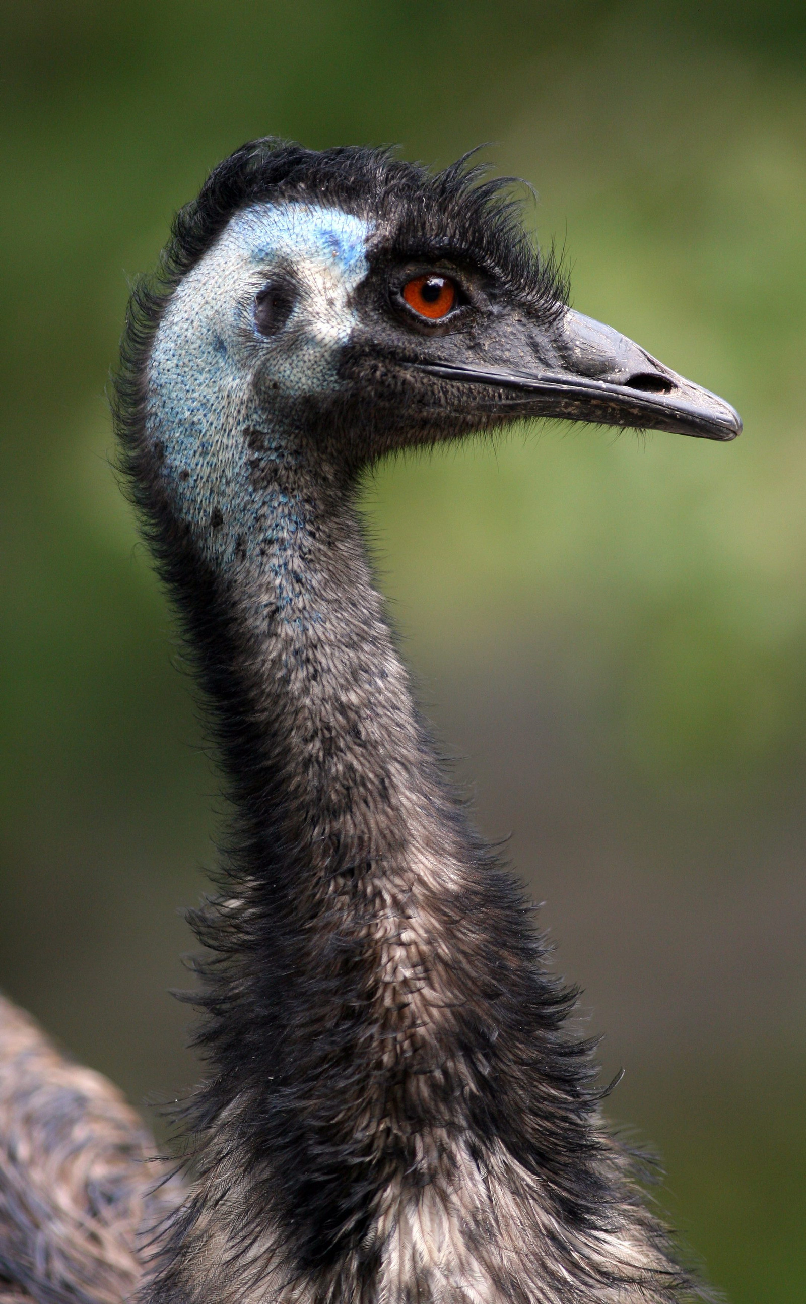 Der Emu | Pairi Daiza