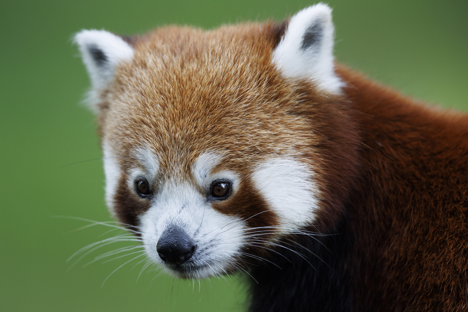 De Rode Panda | Pairi Daiza