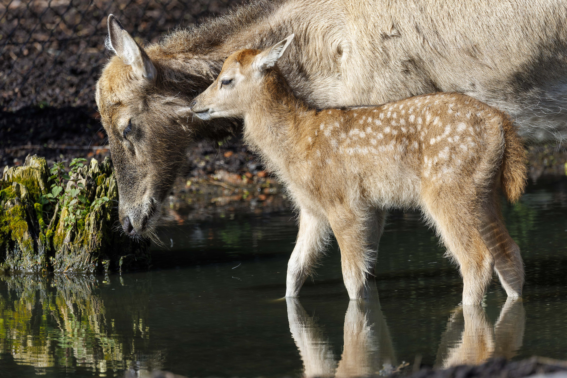 Père David's Deer | Pairi Daiza