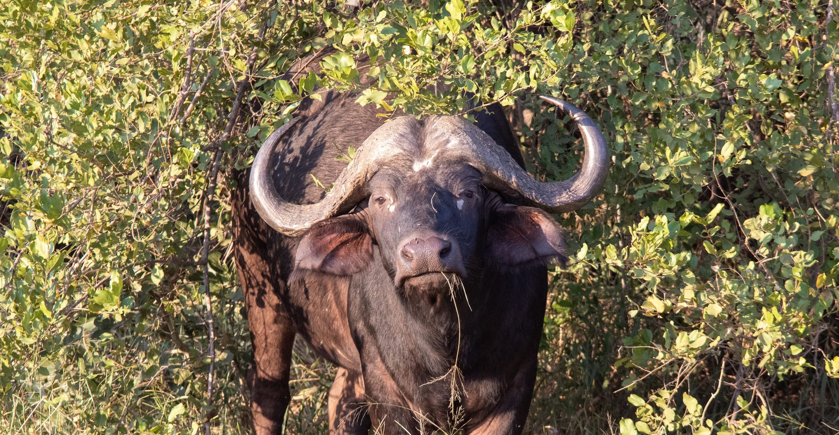 Kafferbuffel | Pairi Daiza