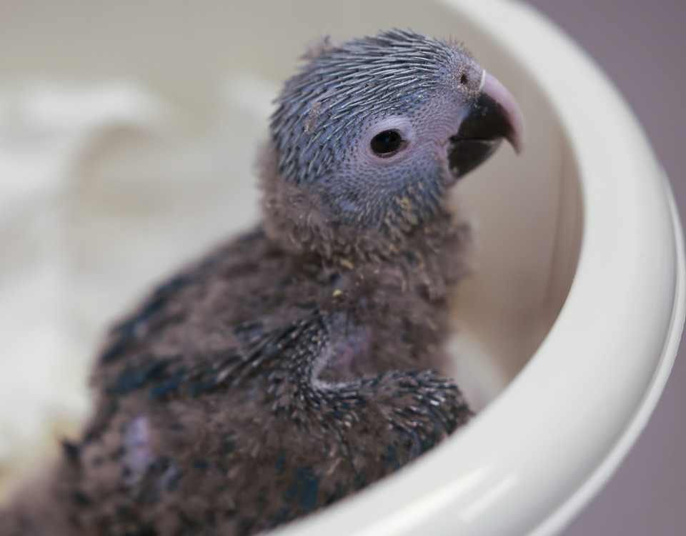 Spix’s Macaw | Pairi Daiza