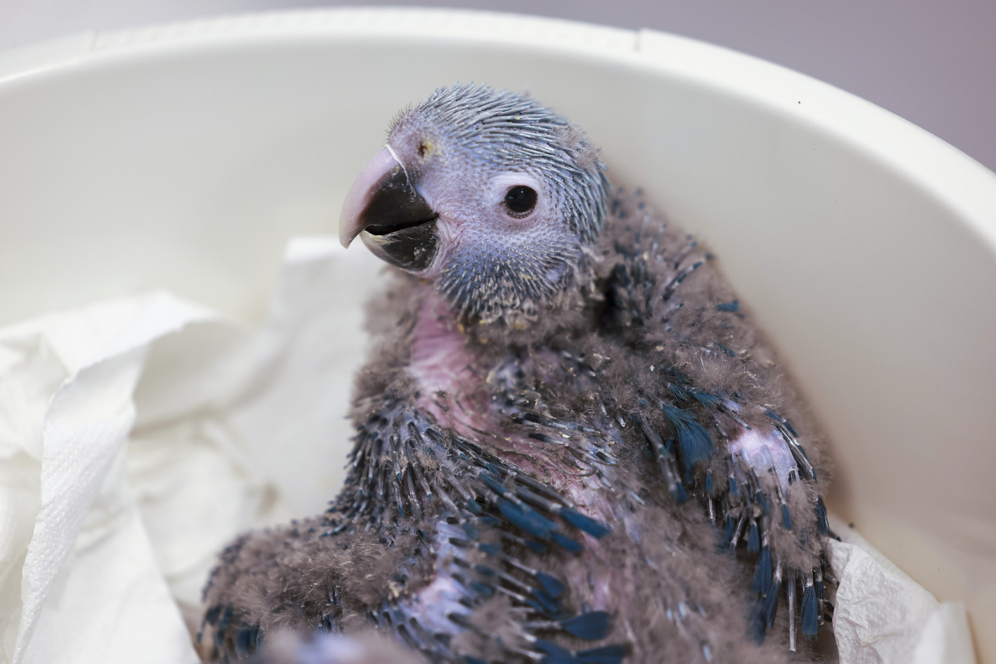 Spix’s Macaw | Pairi Daiza