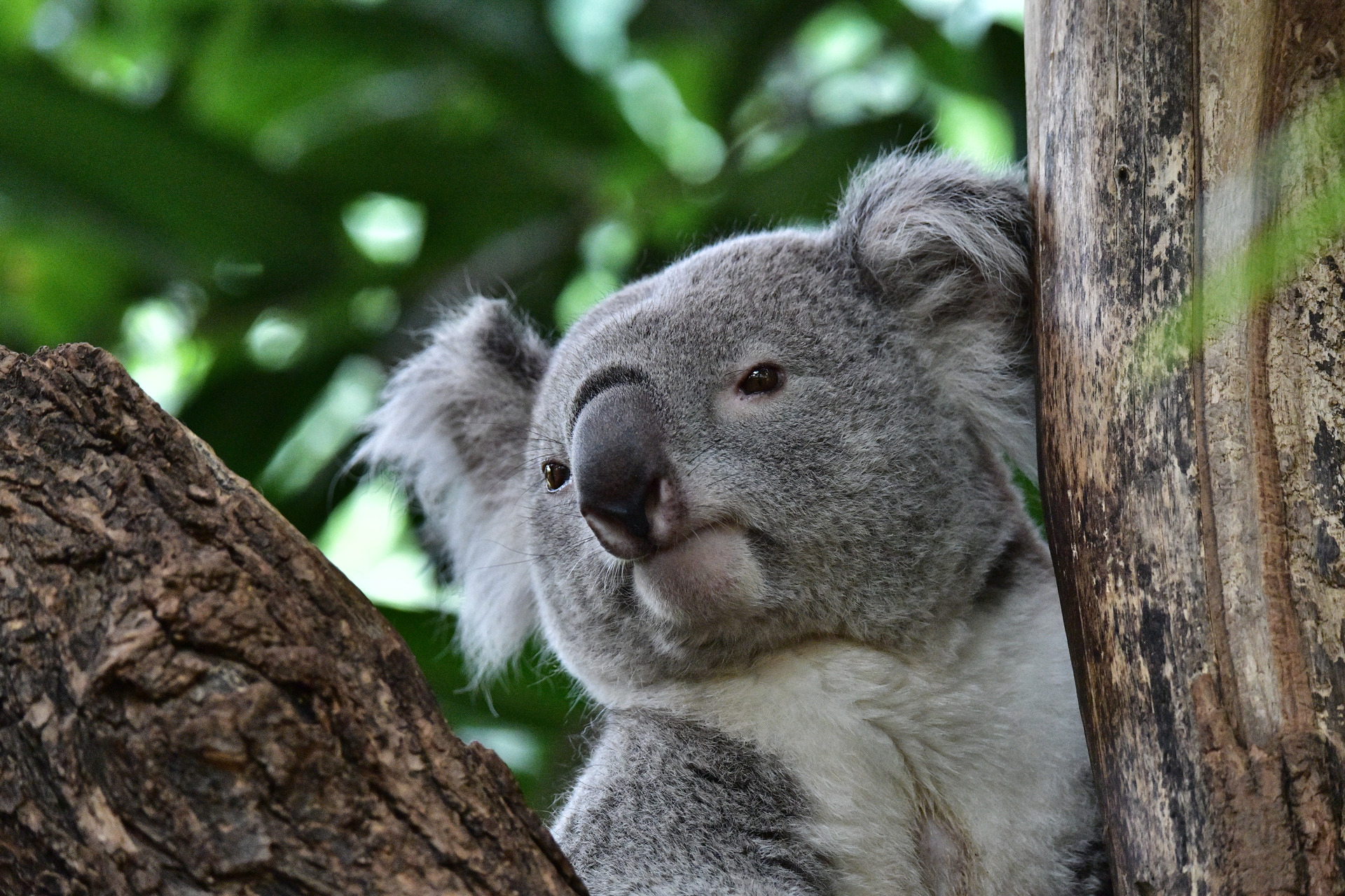 Le koala | Pairi Daiza