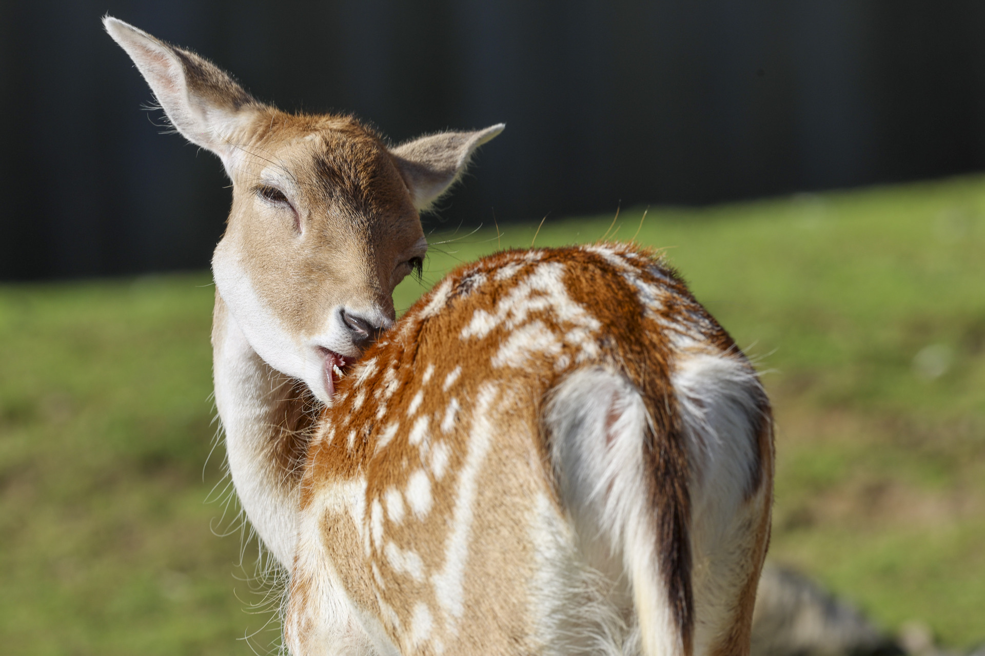 European Fallow Deer | Pairi Daiza