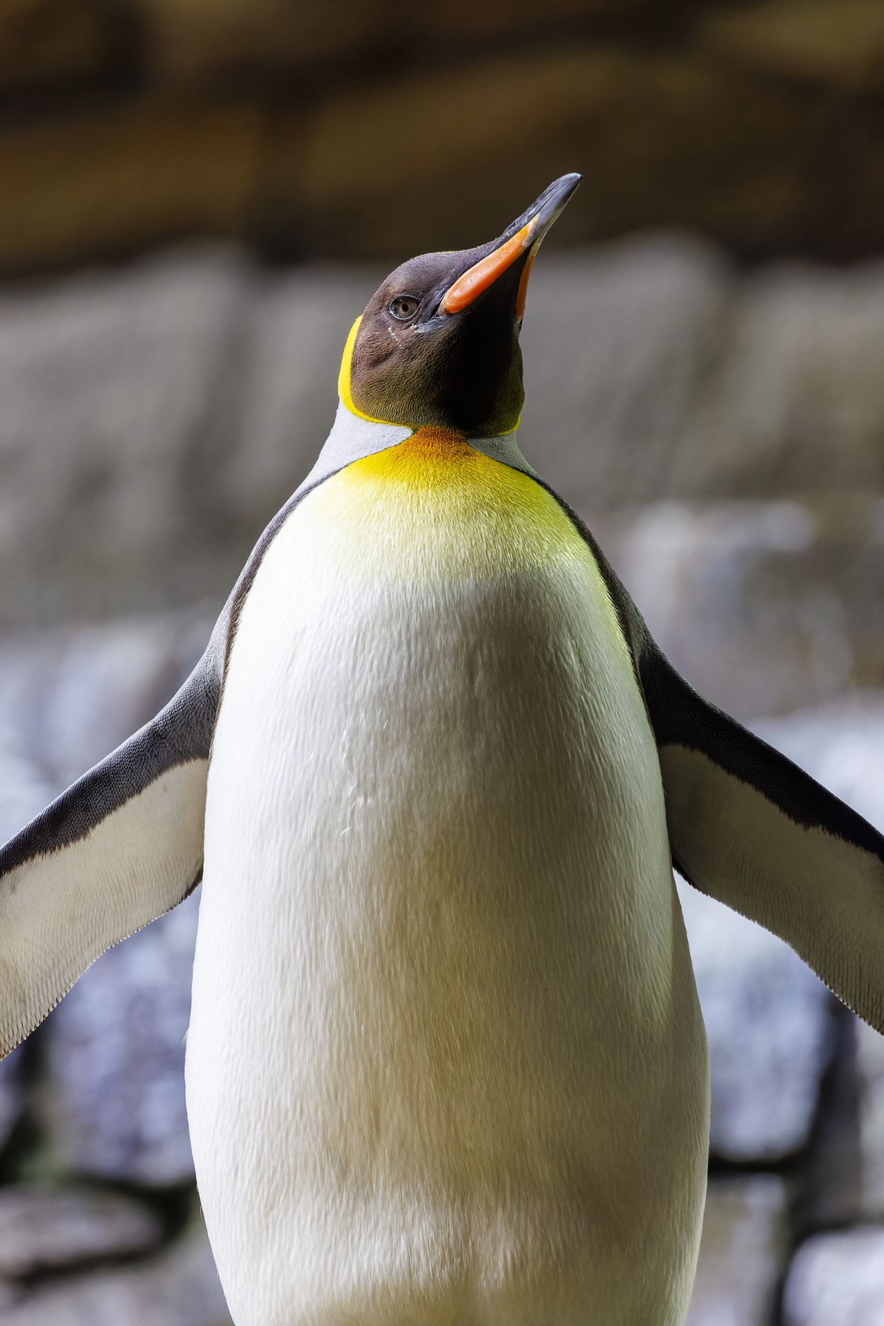 Le Manchot royal | Pairi Daiza