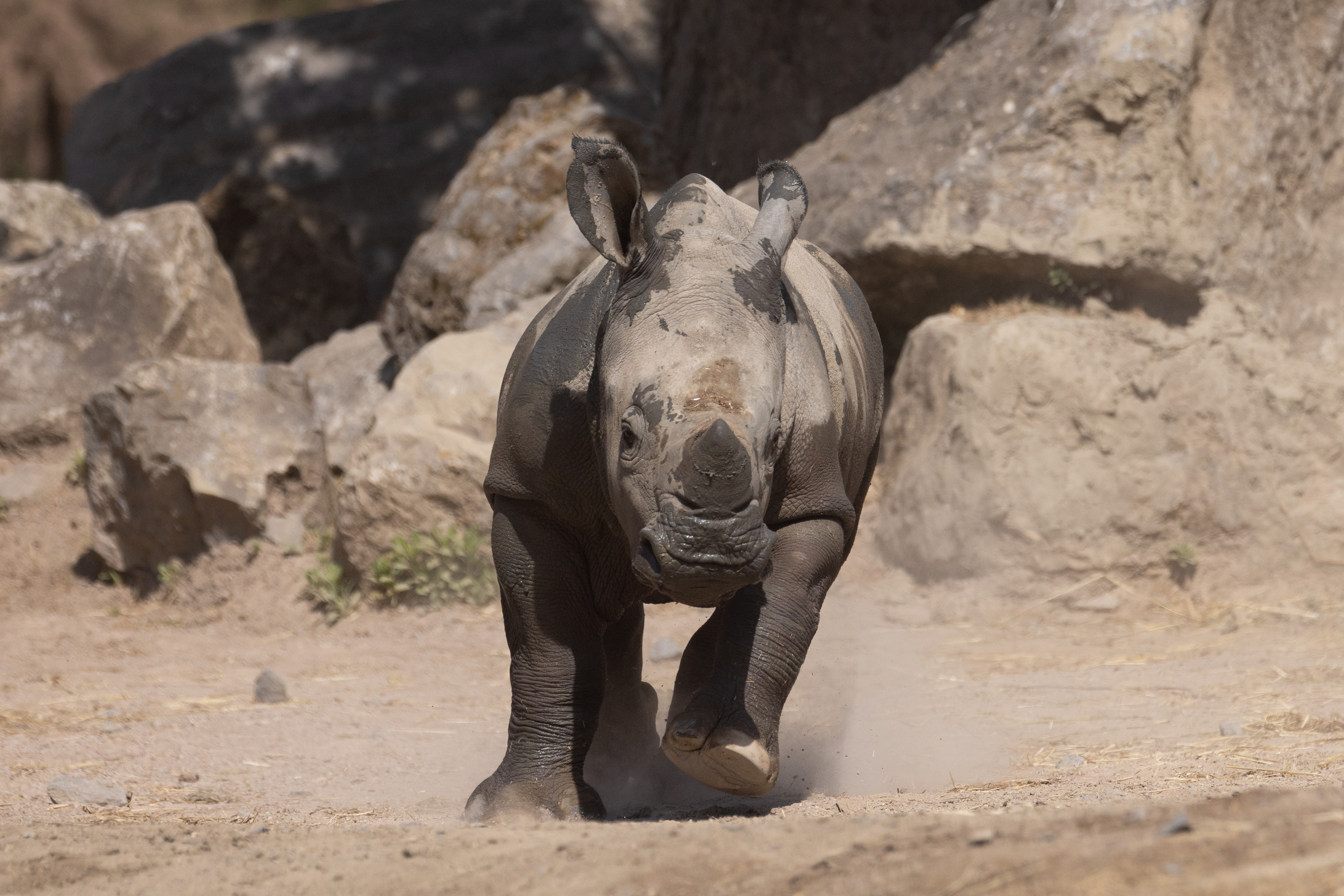 Witte Neushoorn | Pairi Daiza