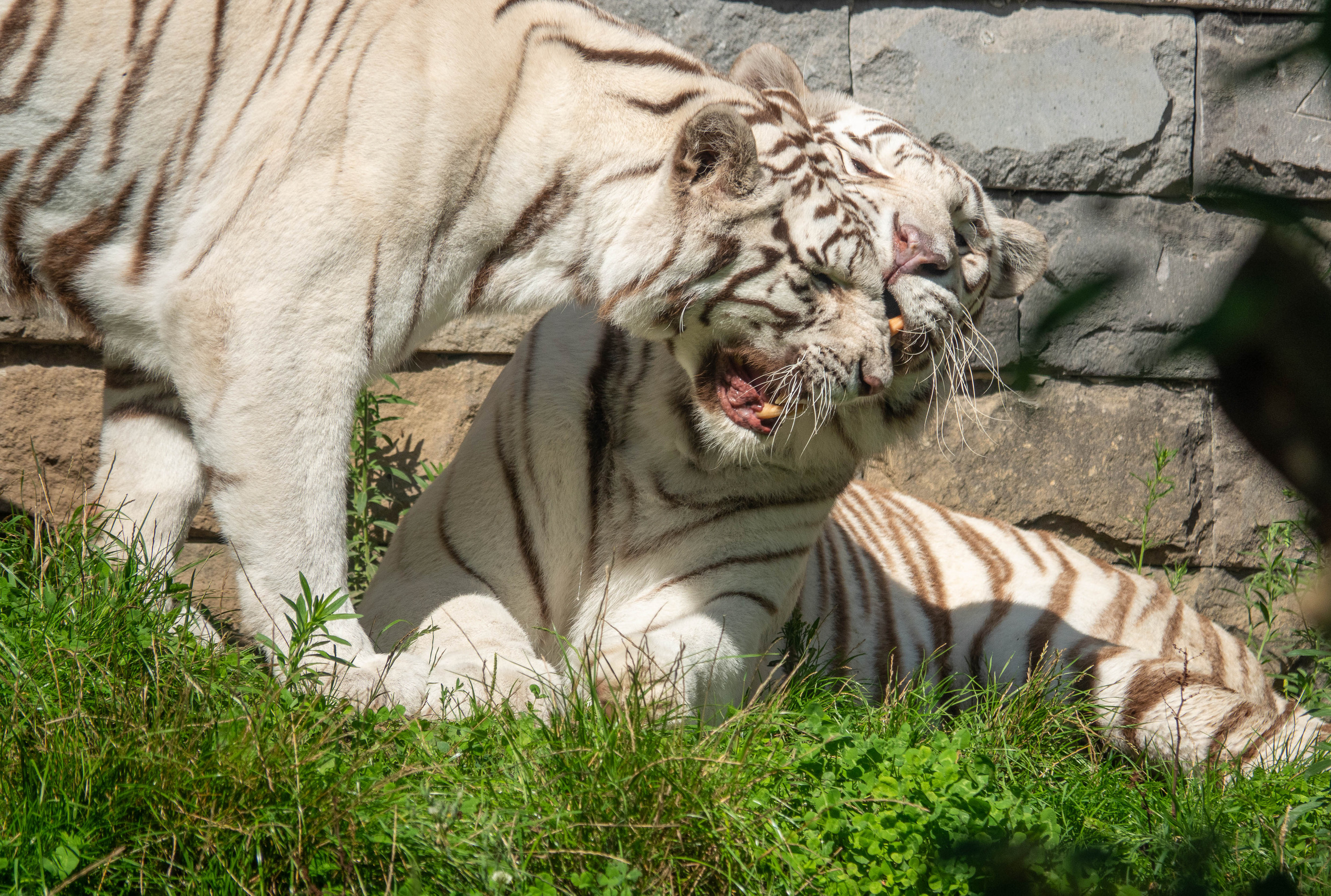 De Bengaalse witte tijger | Pairi Daiza