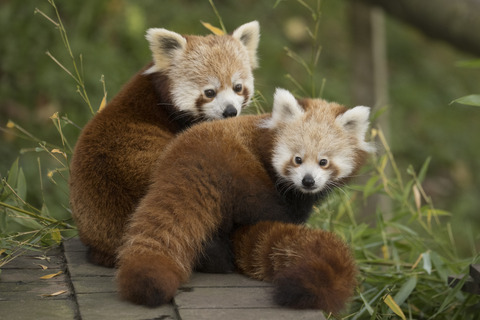 Rode panda | Pairi Daiza