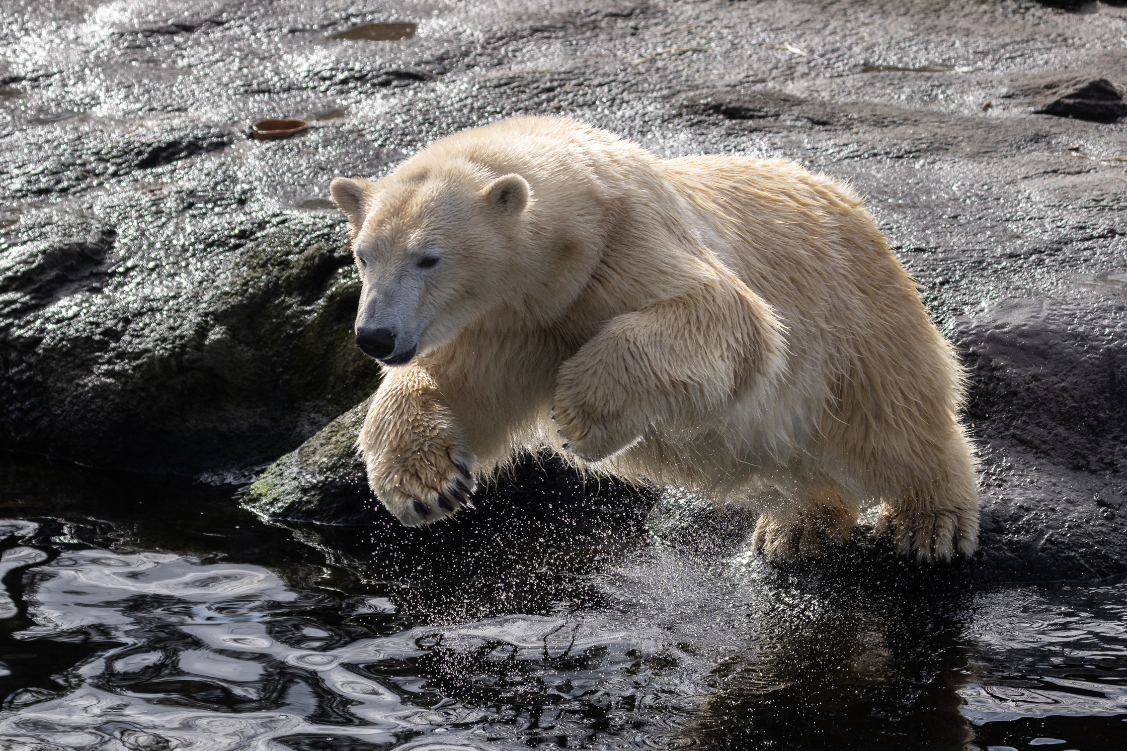 L'Ours blanc | Pairi Daiza