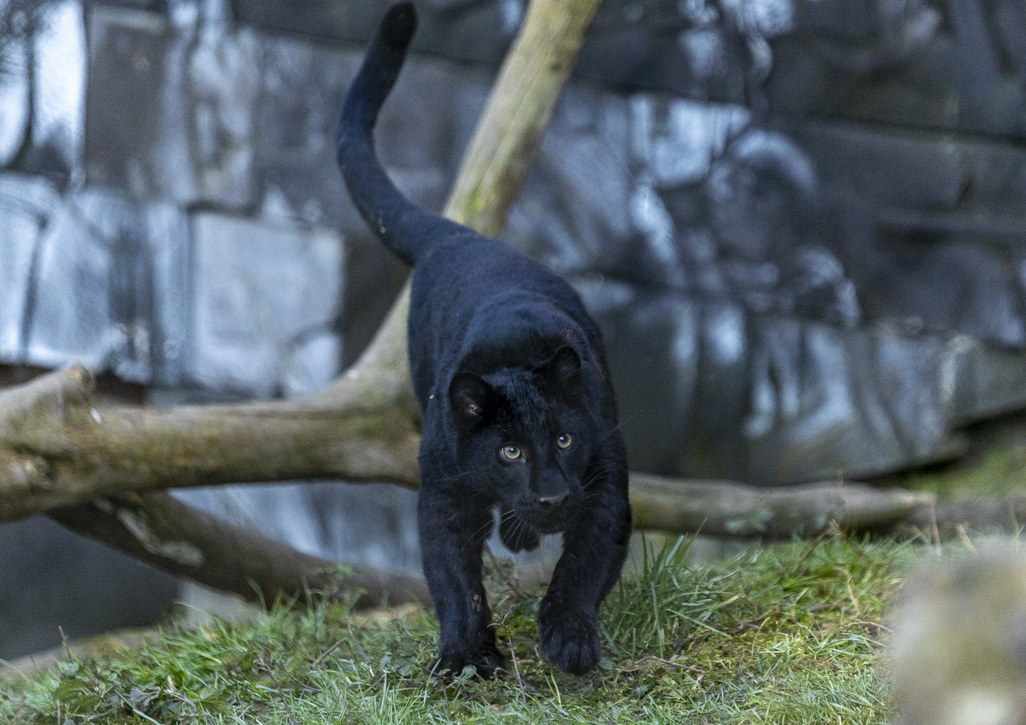 Der Schwarze Panther | Pairi Daiza
