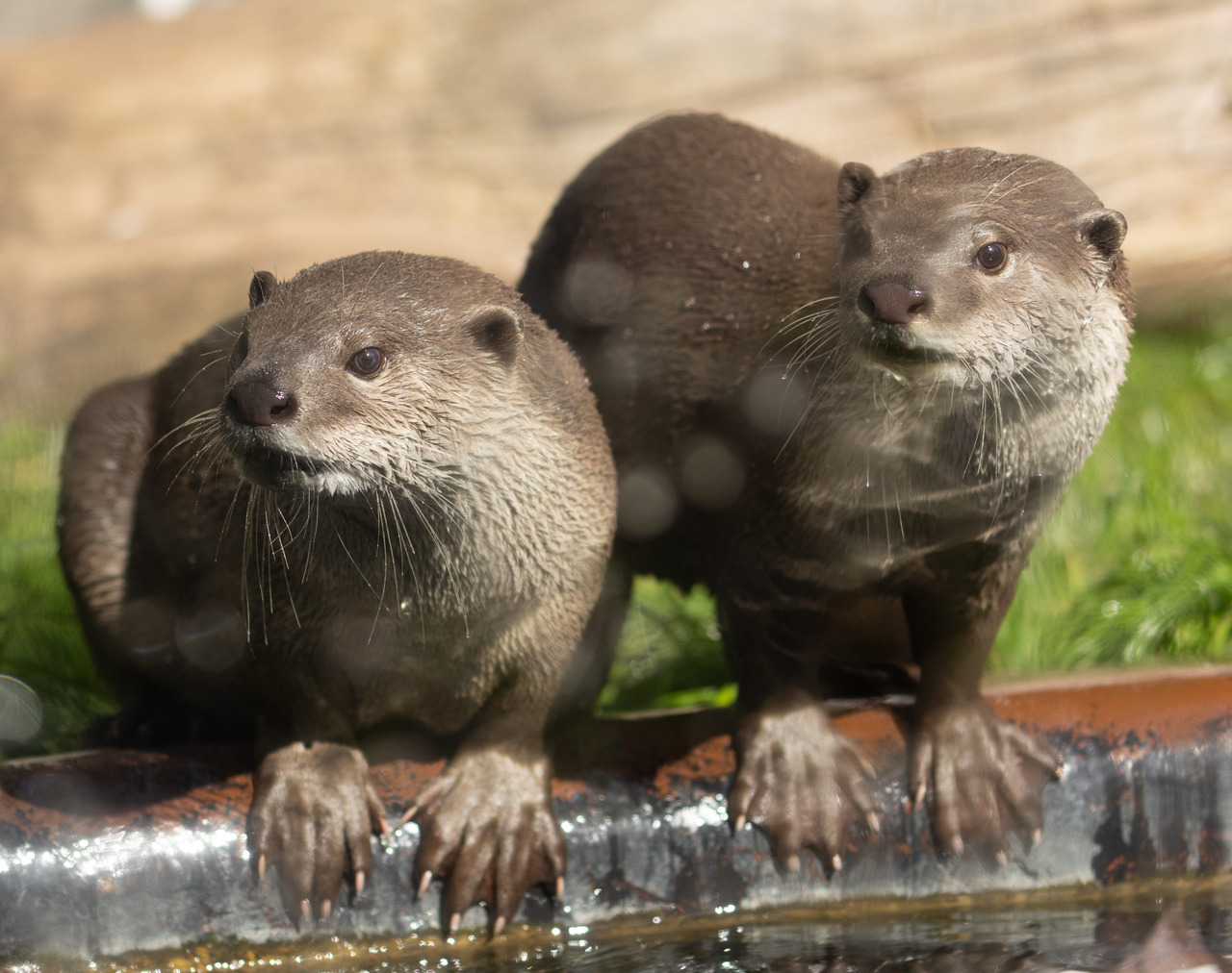 La Loutre à pelage lisse | Pairi Daiza