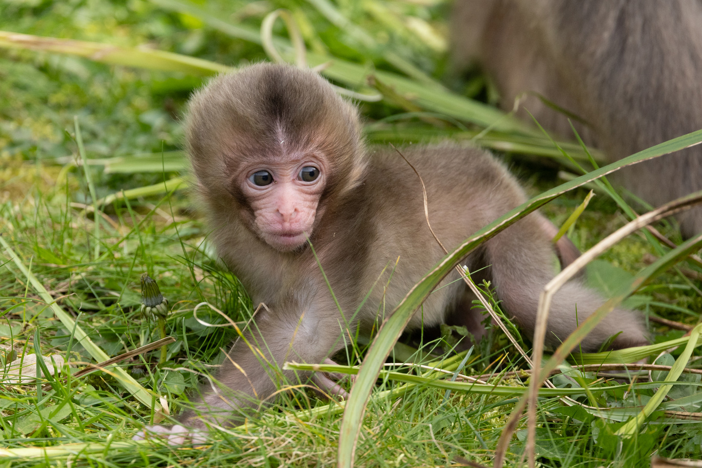Der Japanmakak | Pairi Daiza