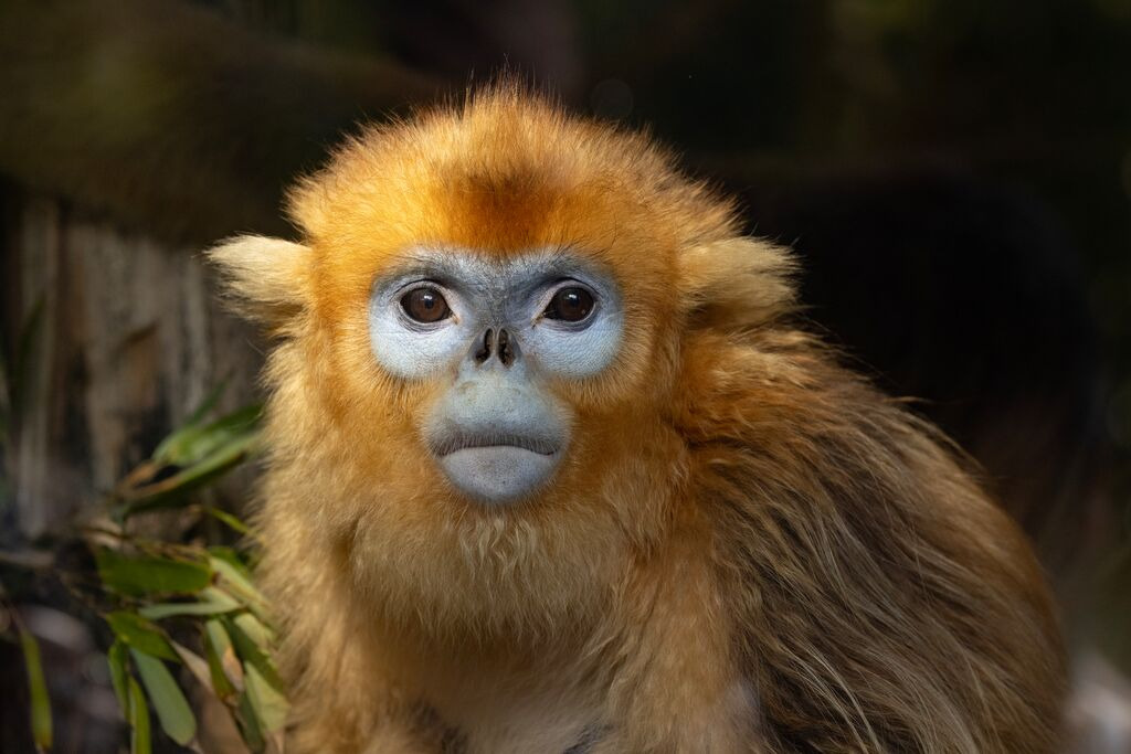 Gouden stompneusaap | Pairi Daiza